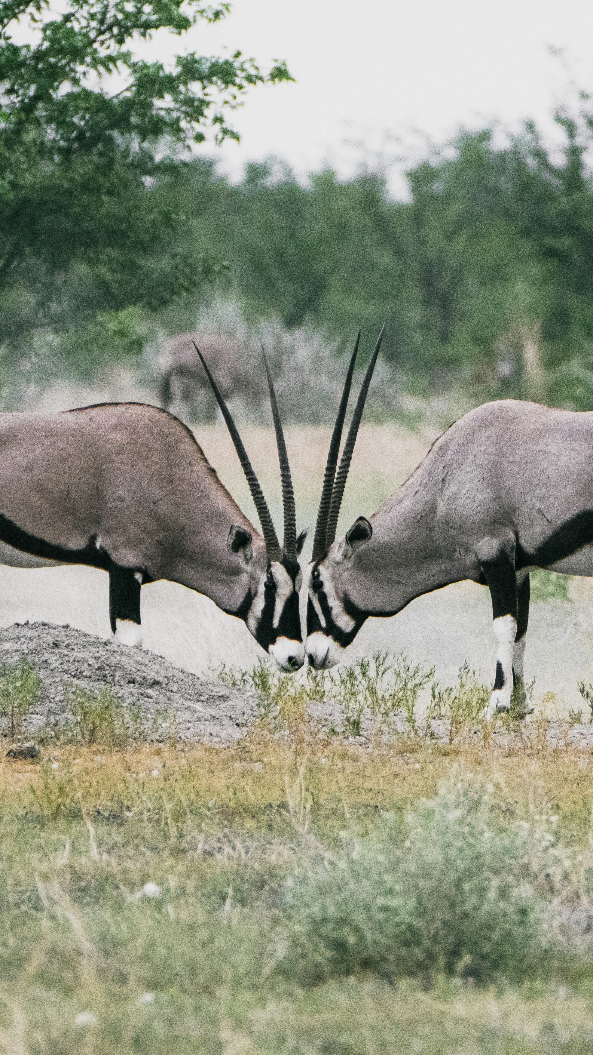Antlered Standoff: Two Gemsbok Locking Horns at Ground Level