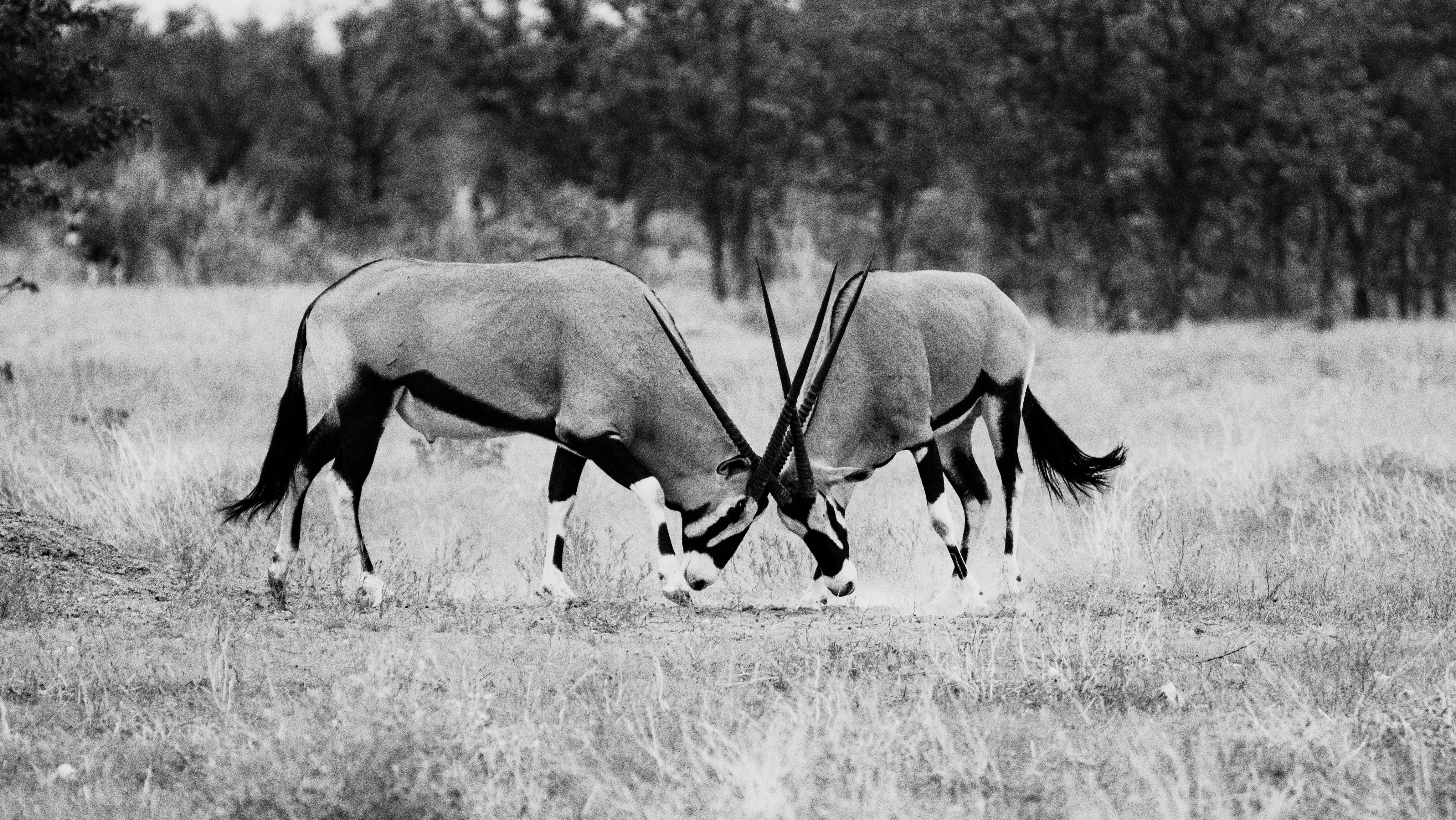 United in the Prairie: Twin Horses in a Quiet Graze