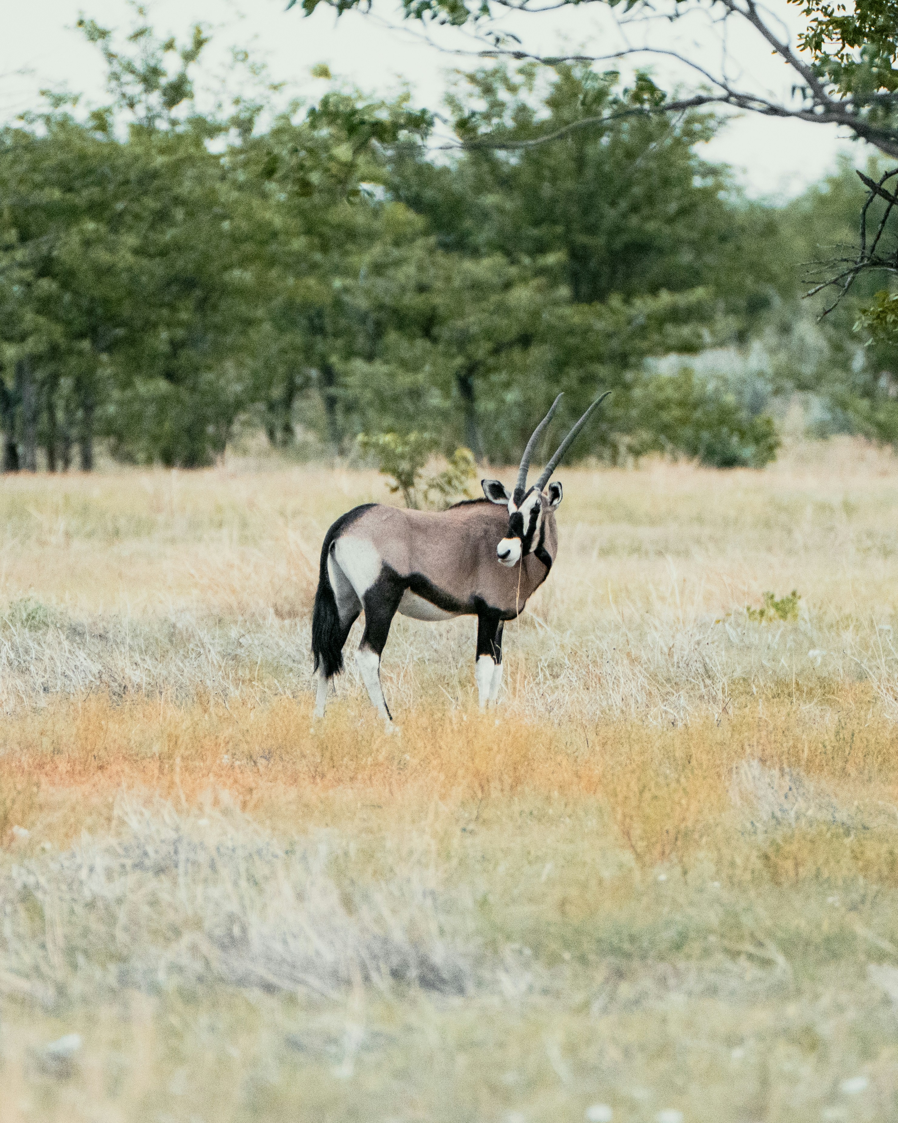 Gahinga Stare: An Antelope Portrait Amid Open Grassland