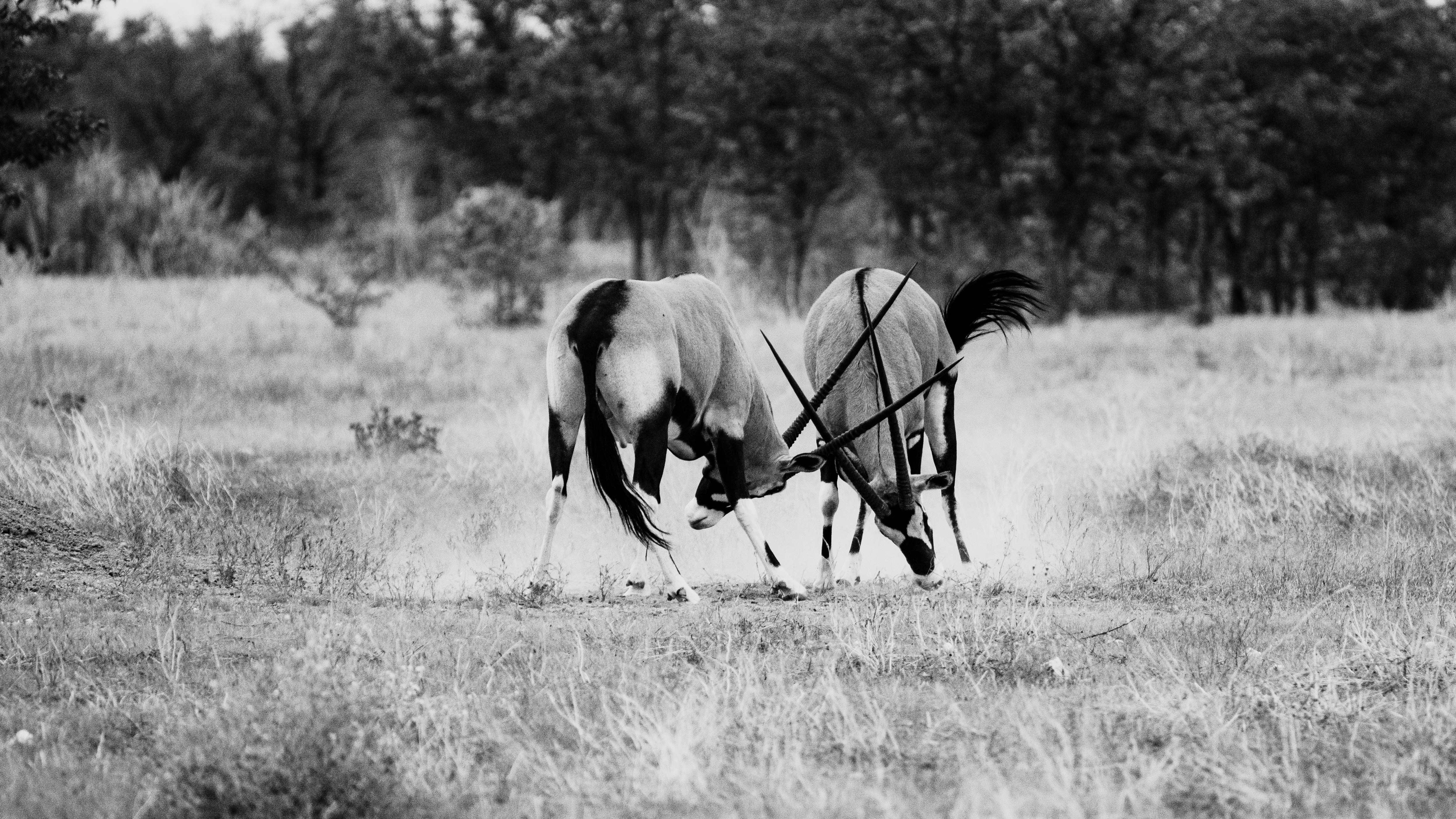 Grazing Companions on an Open Plain