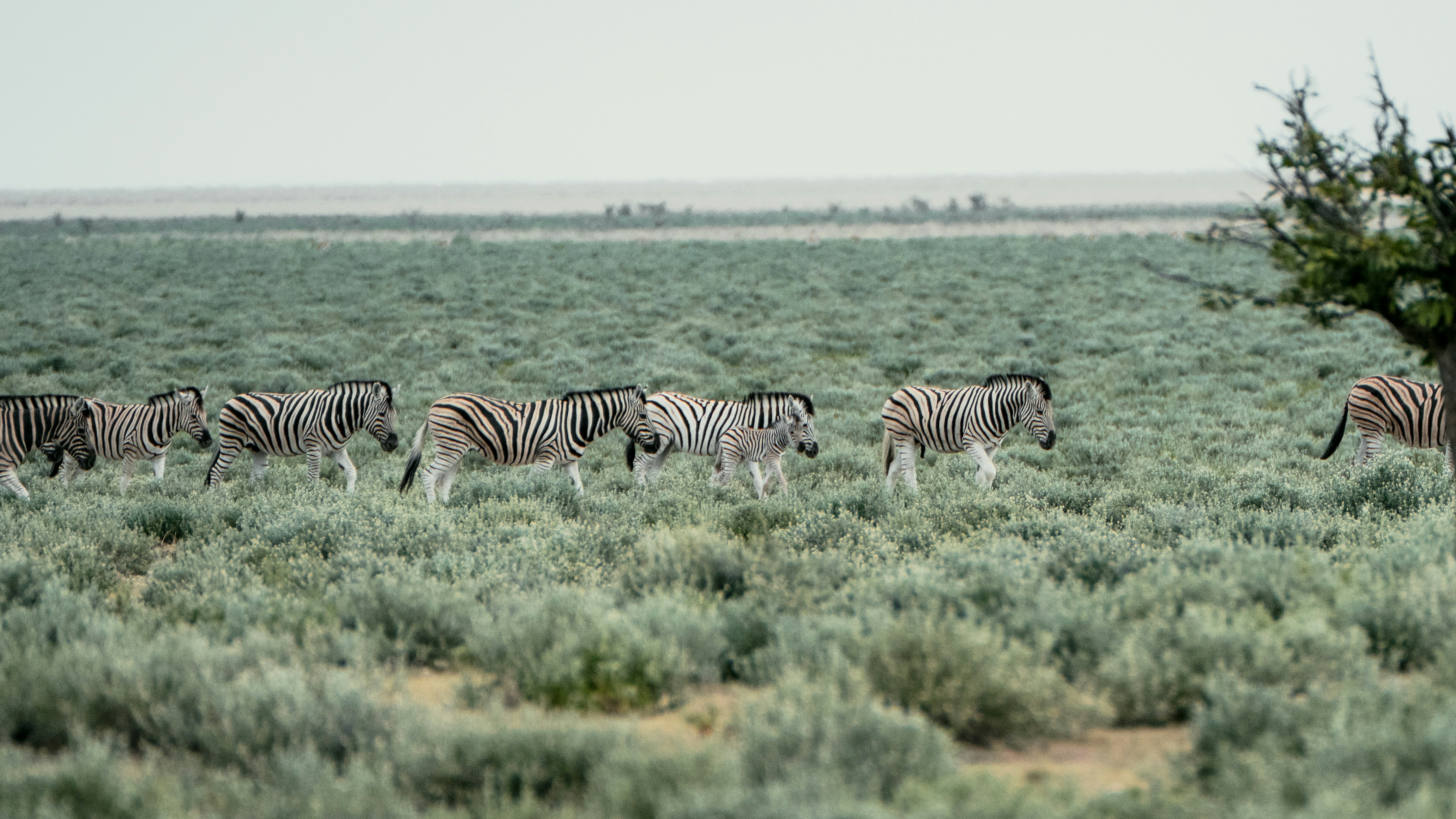 Zebras in a Sea of Scrub under Overcast Skies
