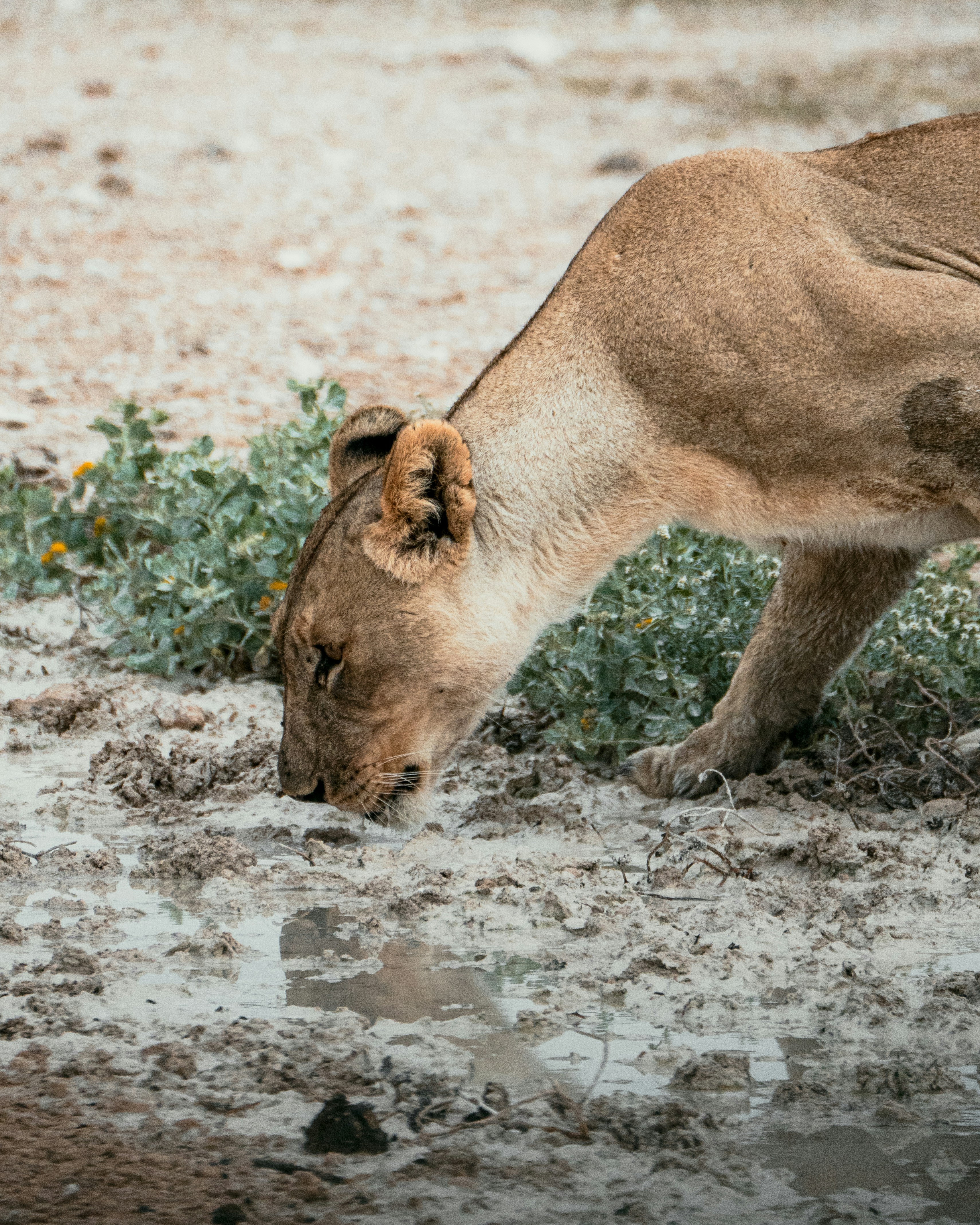Quiet Drink at the Edge of the Drought