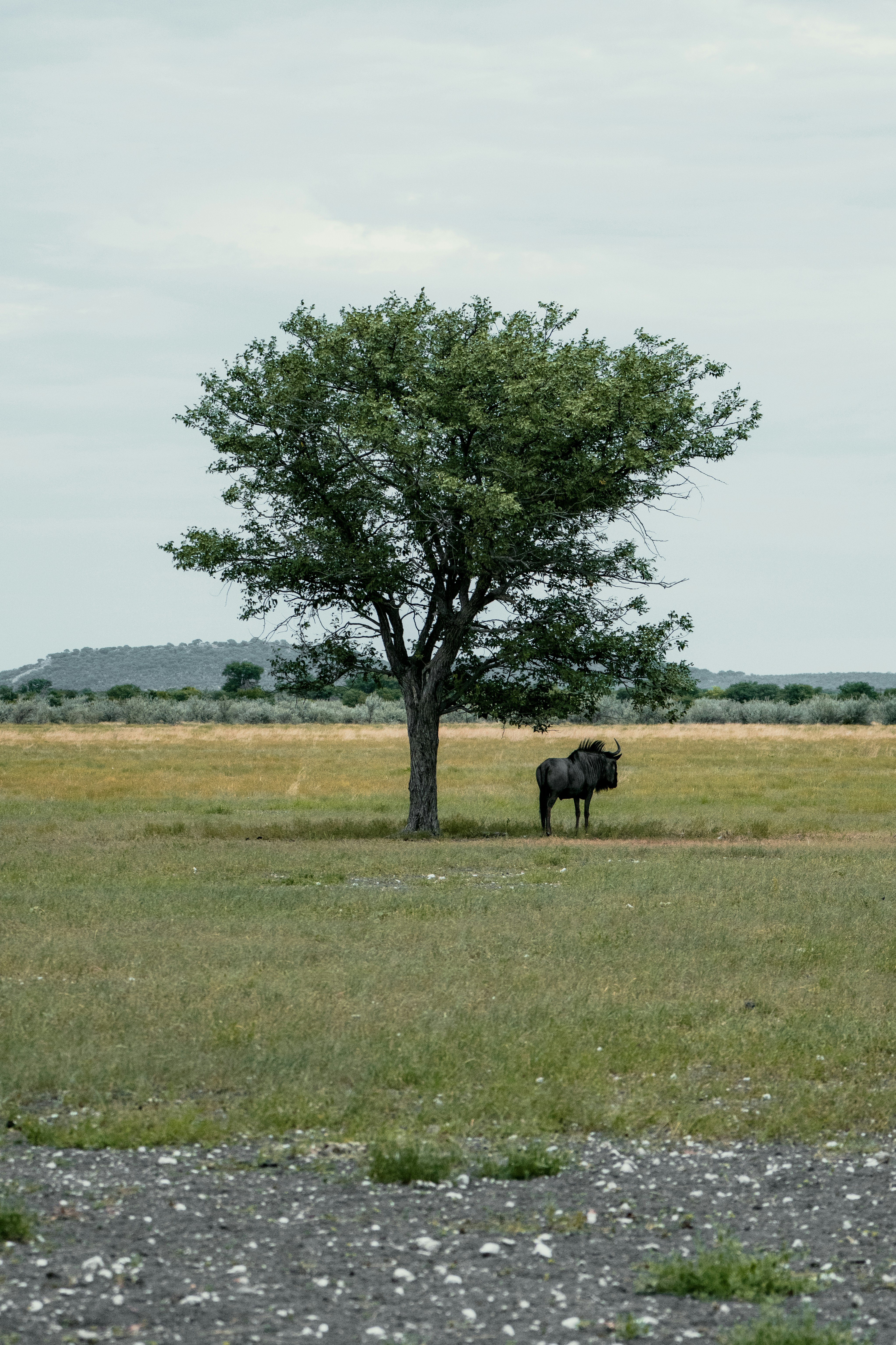  Lone Tree and Grazing Horse in Open Prairie