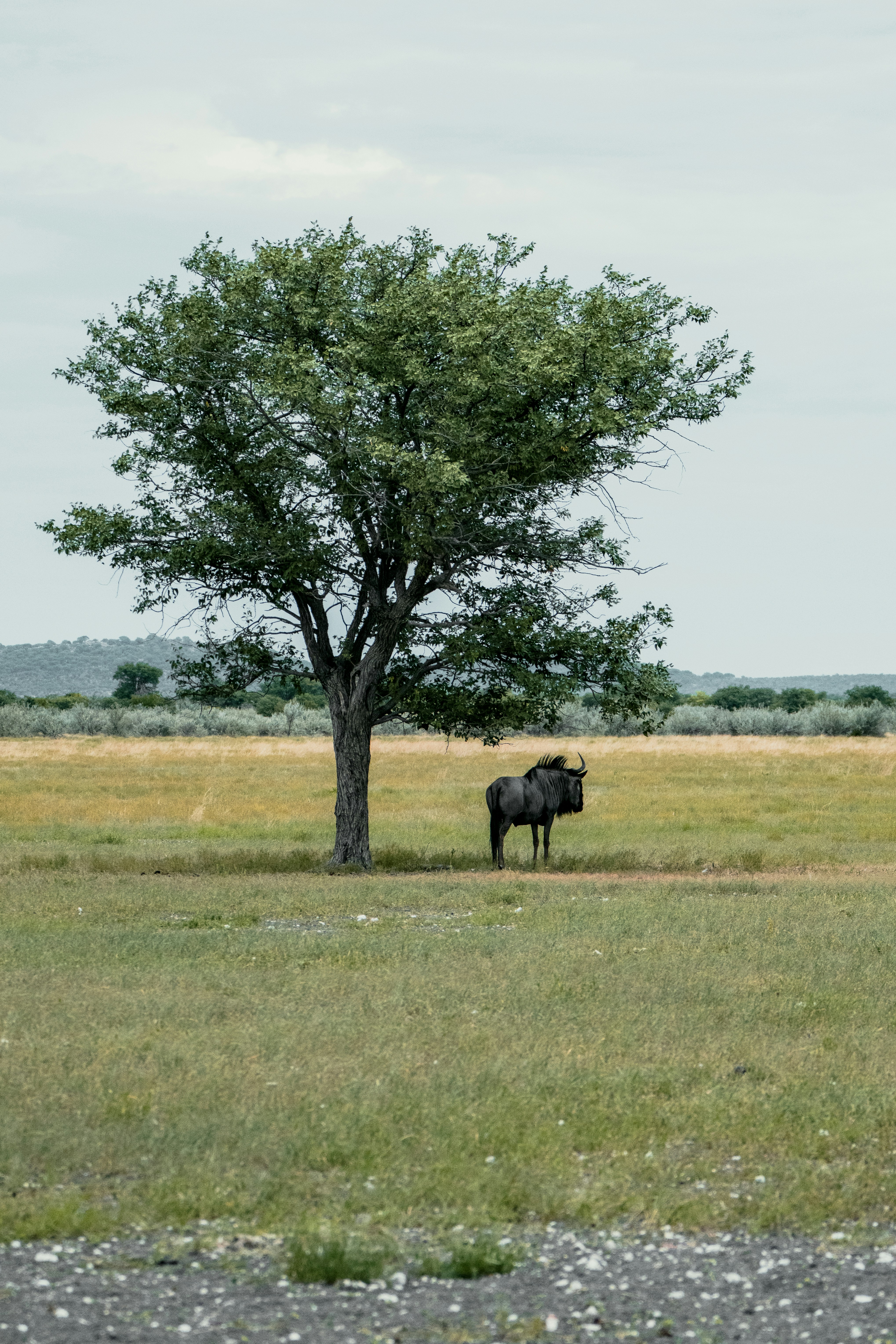 Shade Stand Under a Lone Tree: Grazing Silence