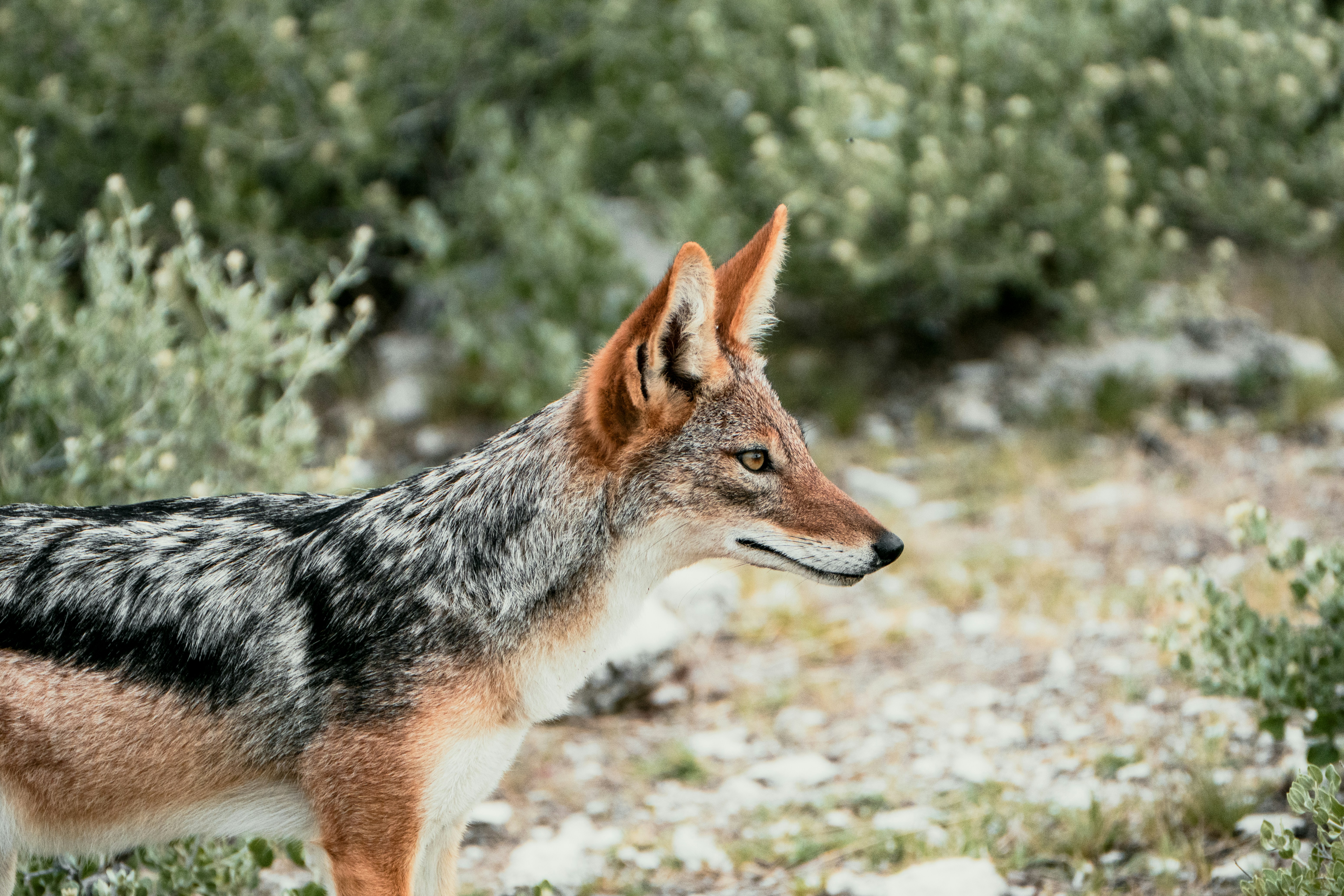 Coyote on a sunlit scrubland quest