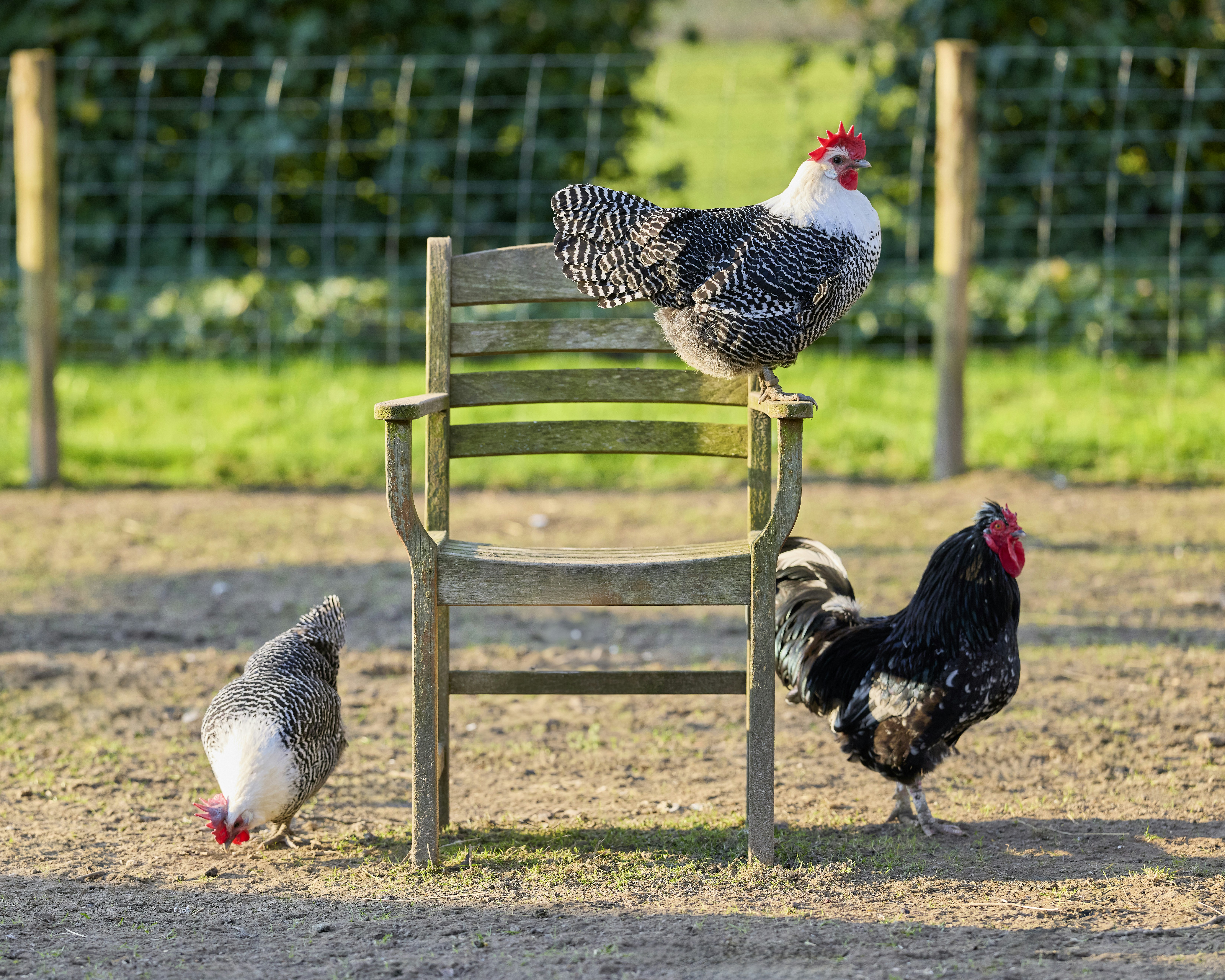 Three Feathers on a Rustic Stage
