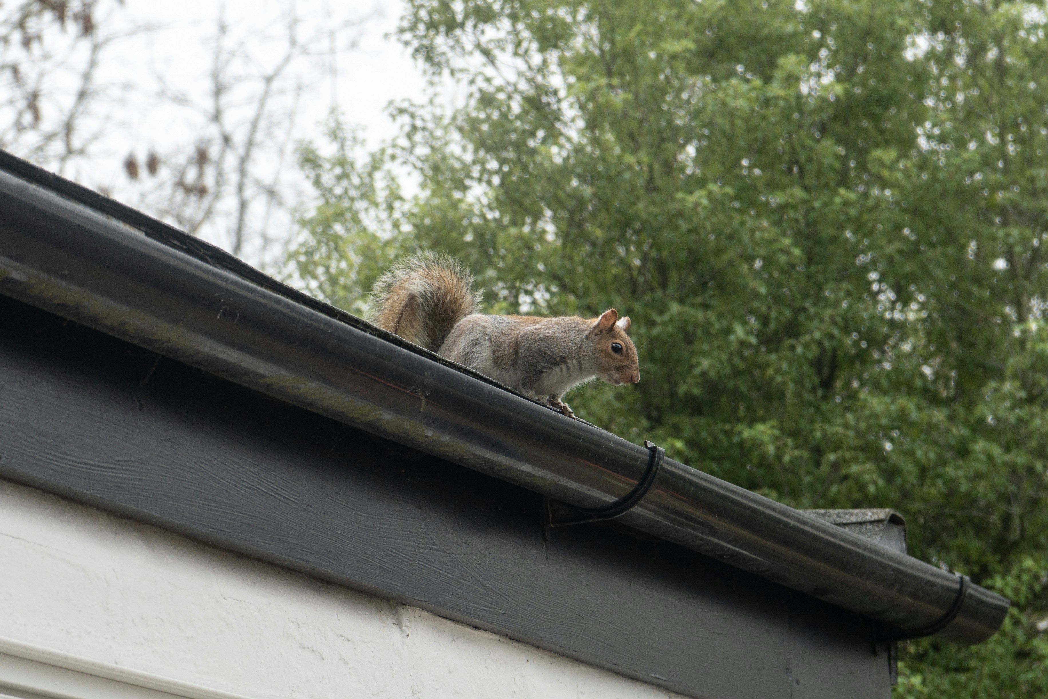 Squirrel on the Roof Ridge: Quick Leap Across the Eave