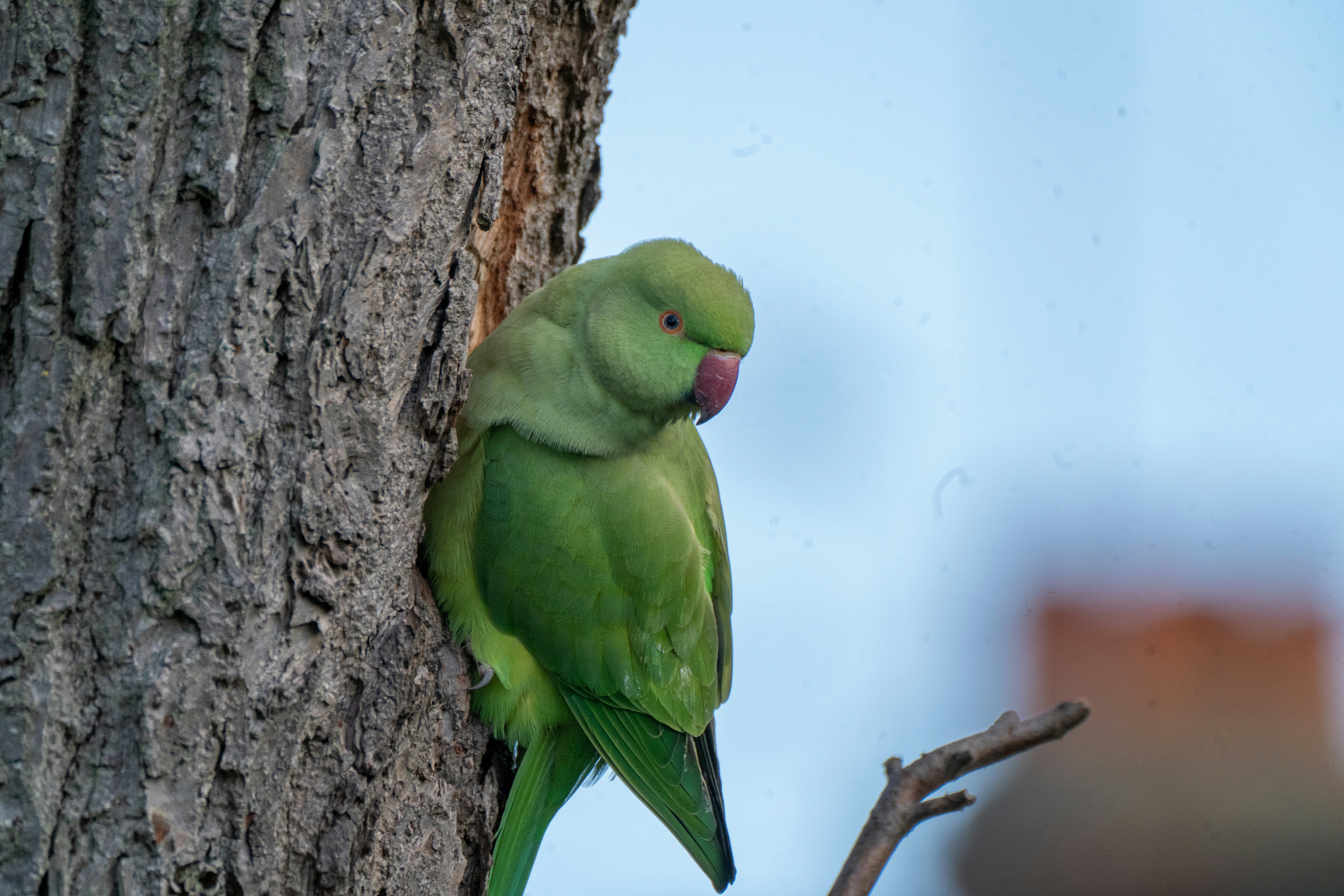 Verdant clinger: a green parrot gazes from the tree