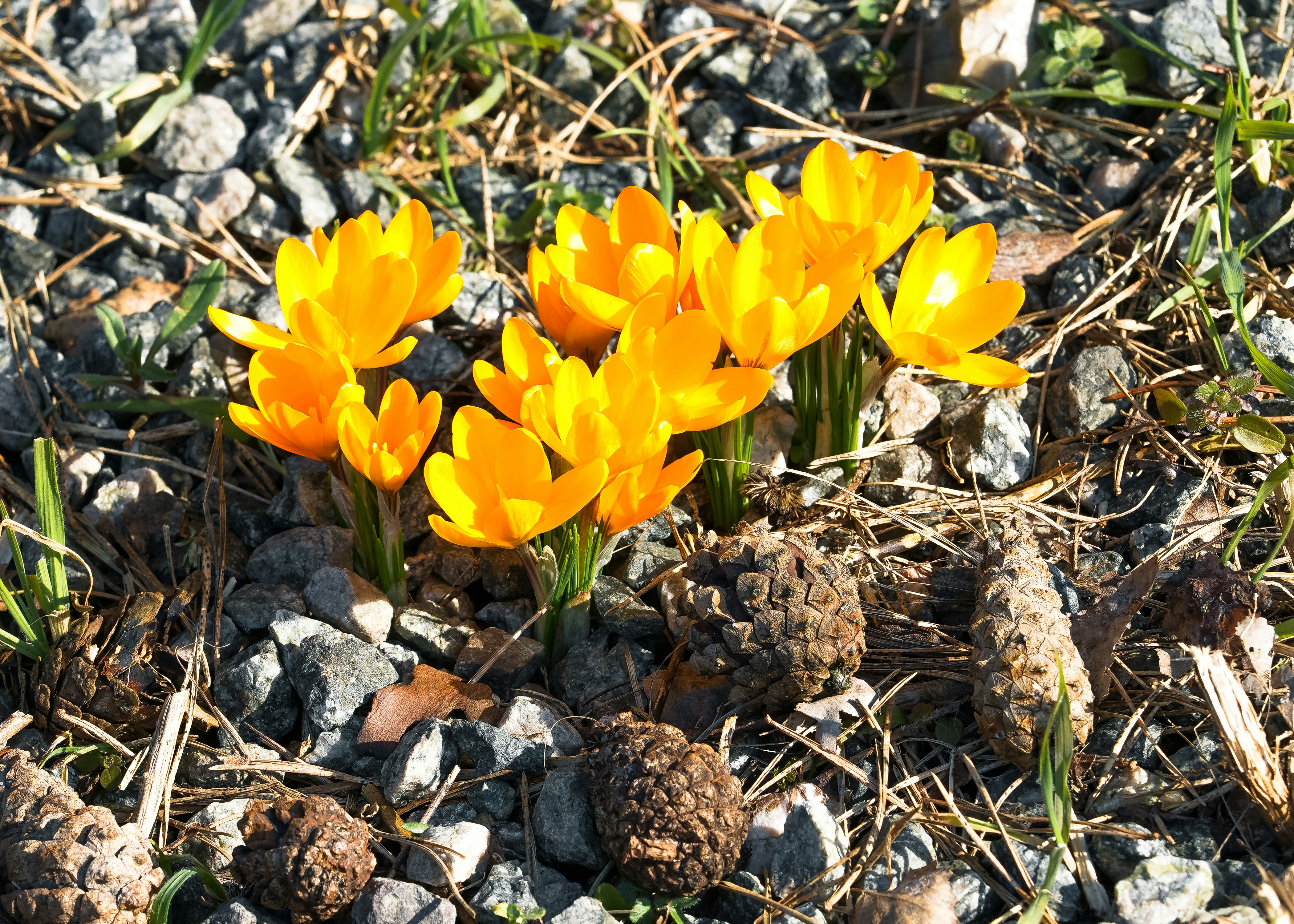 Sunlit Crocus Cluster Breaking Through Gravel