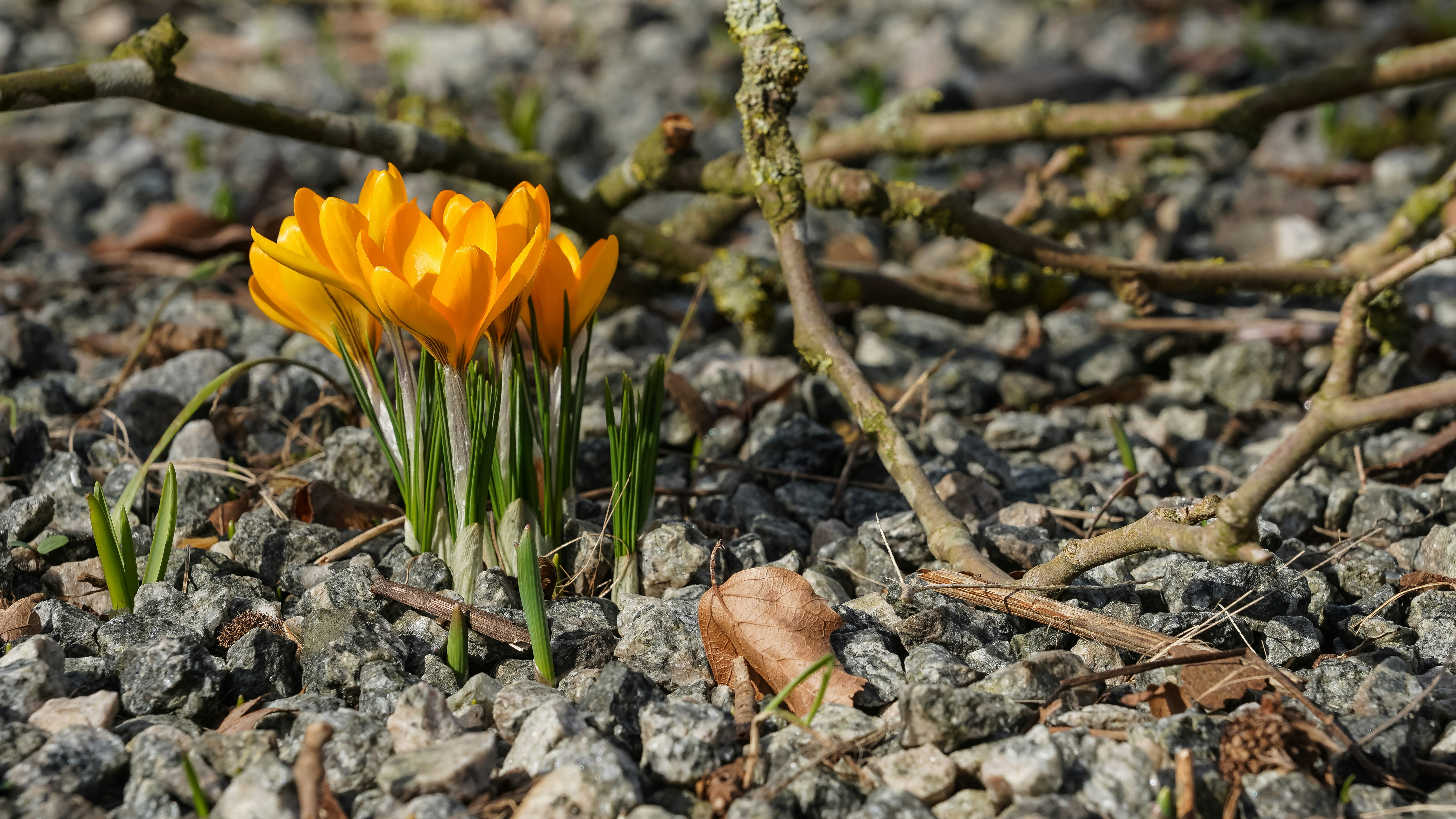 Golden Crocus Rising from Gravel