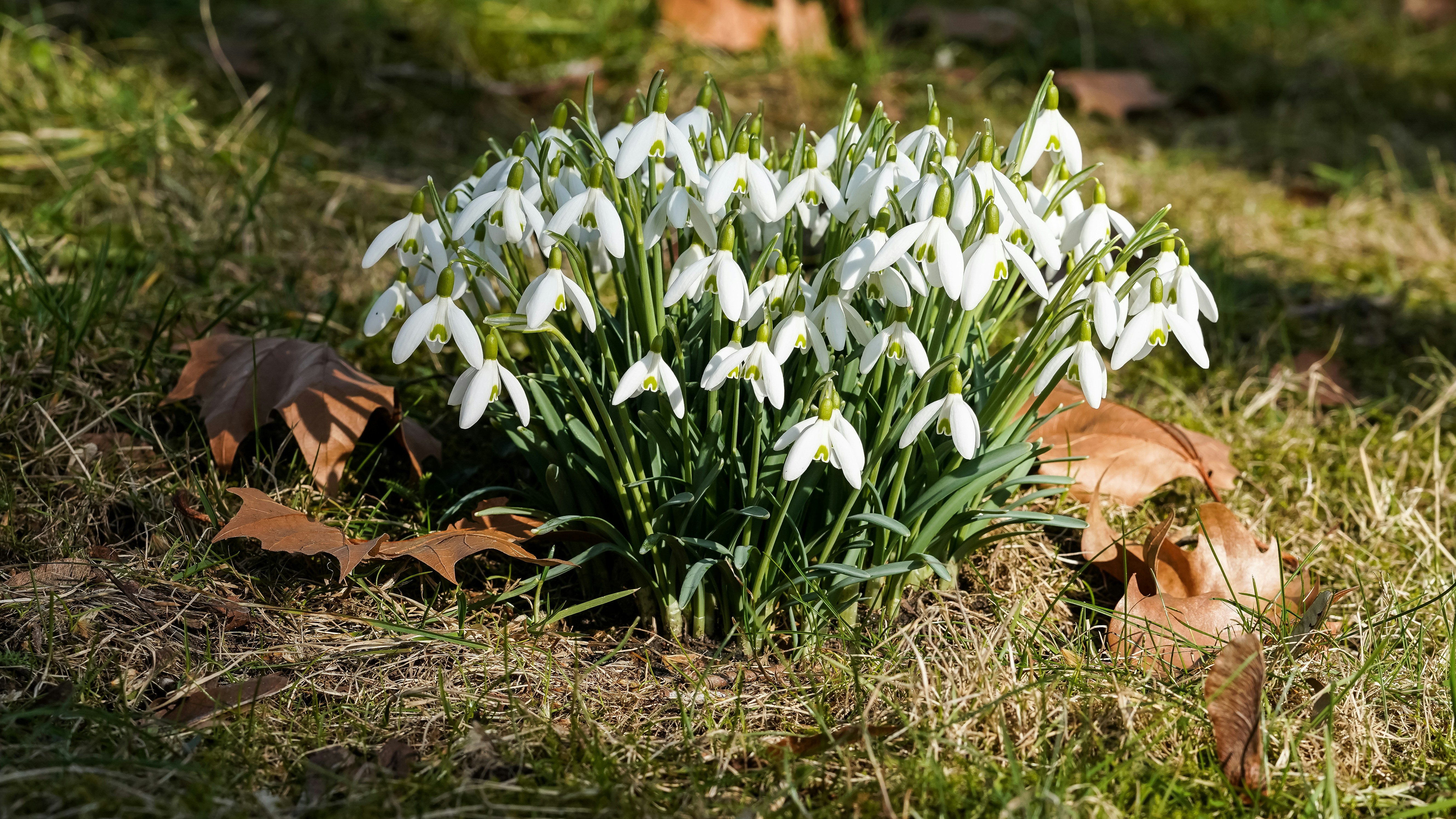 Snowdrops in a Quiet Spring Spotlight
