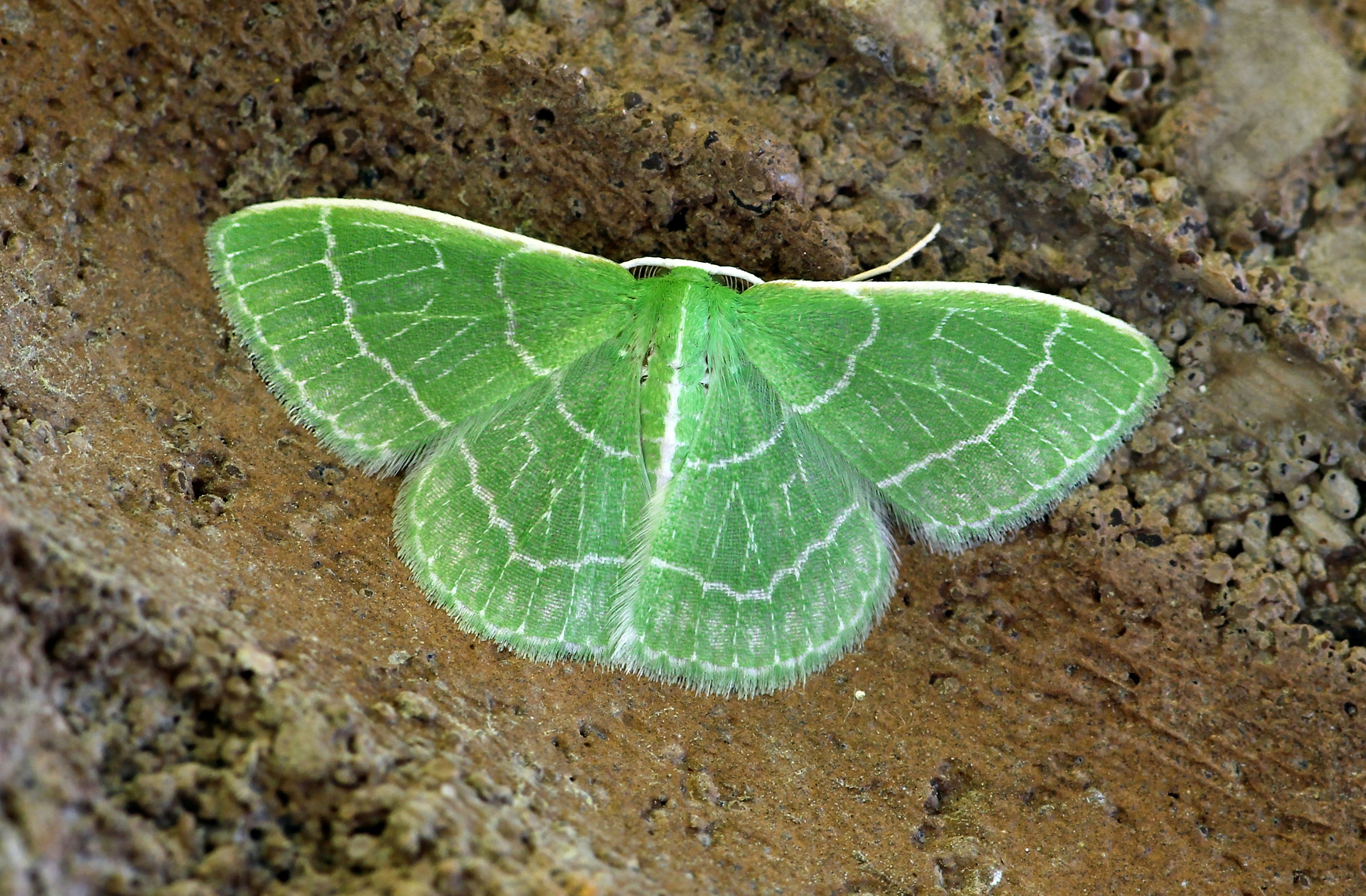 Emerald Winged Quietude resting on earthy floor