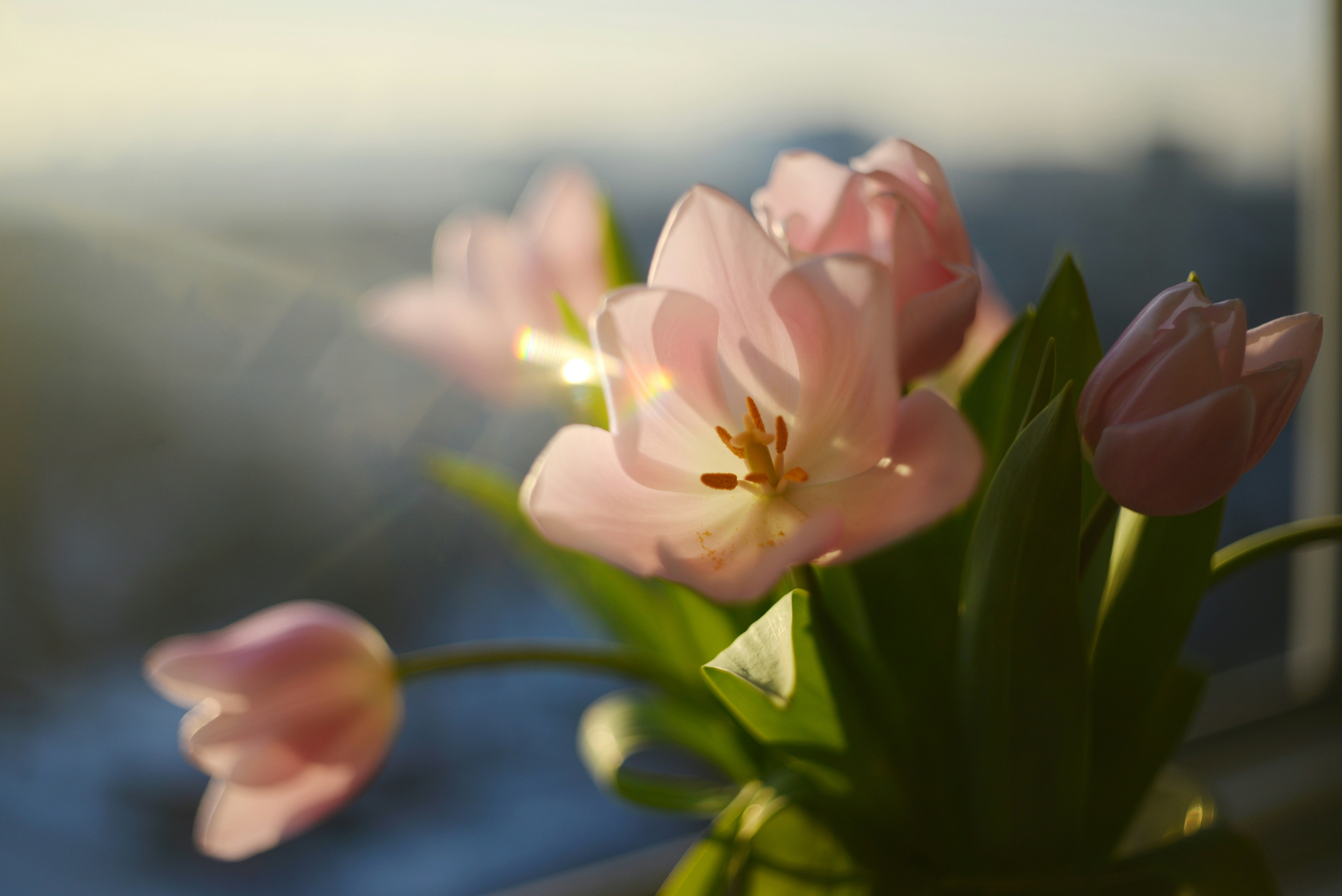 Soft Pink Bloom with Sunlit Petals on a Quiet Morning Window