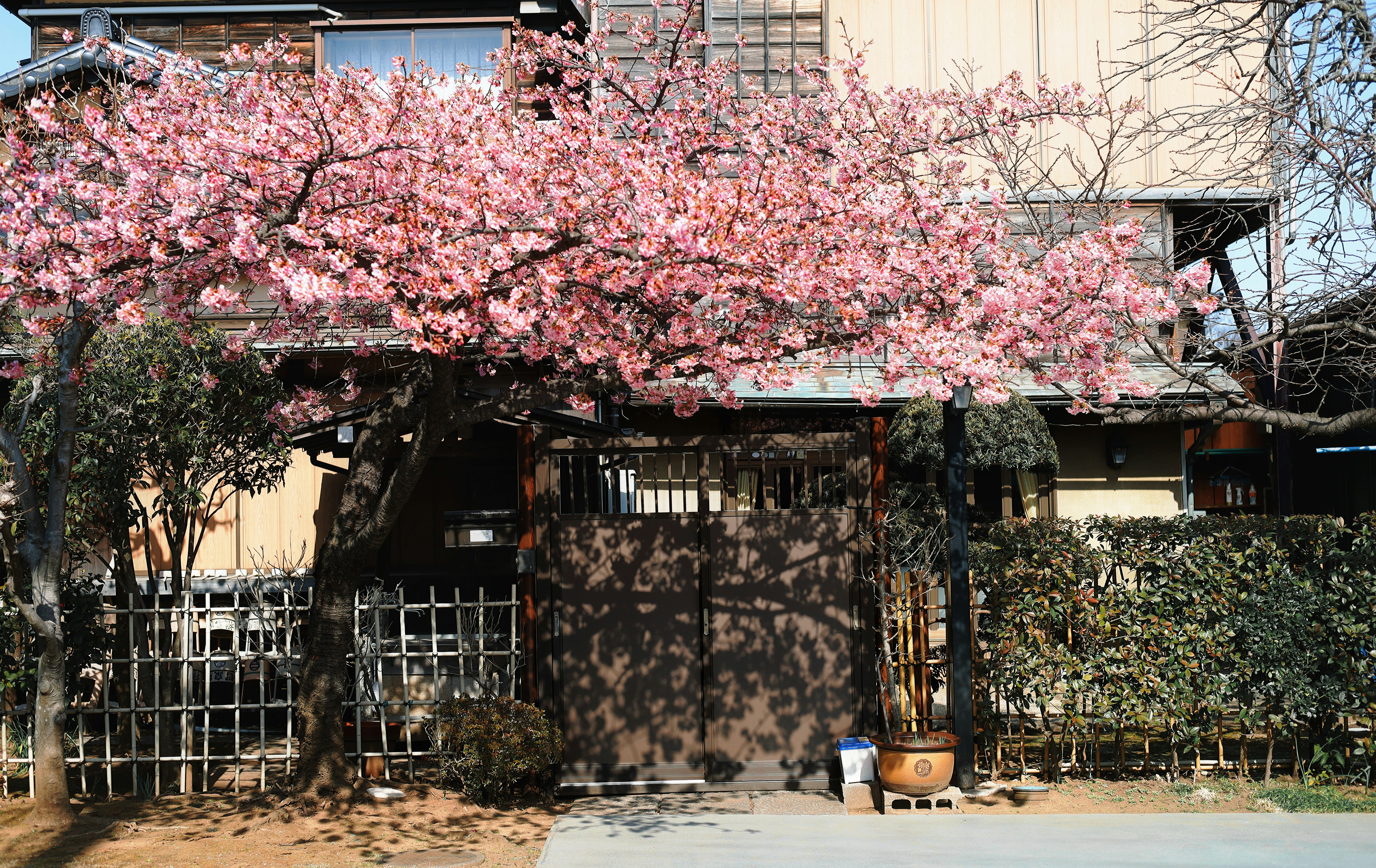 Blossoms Over the Gate: A Quiet House Framed by Spring