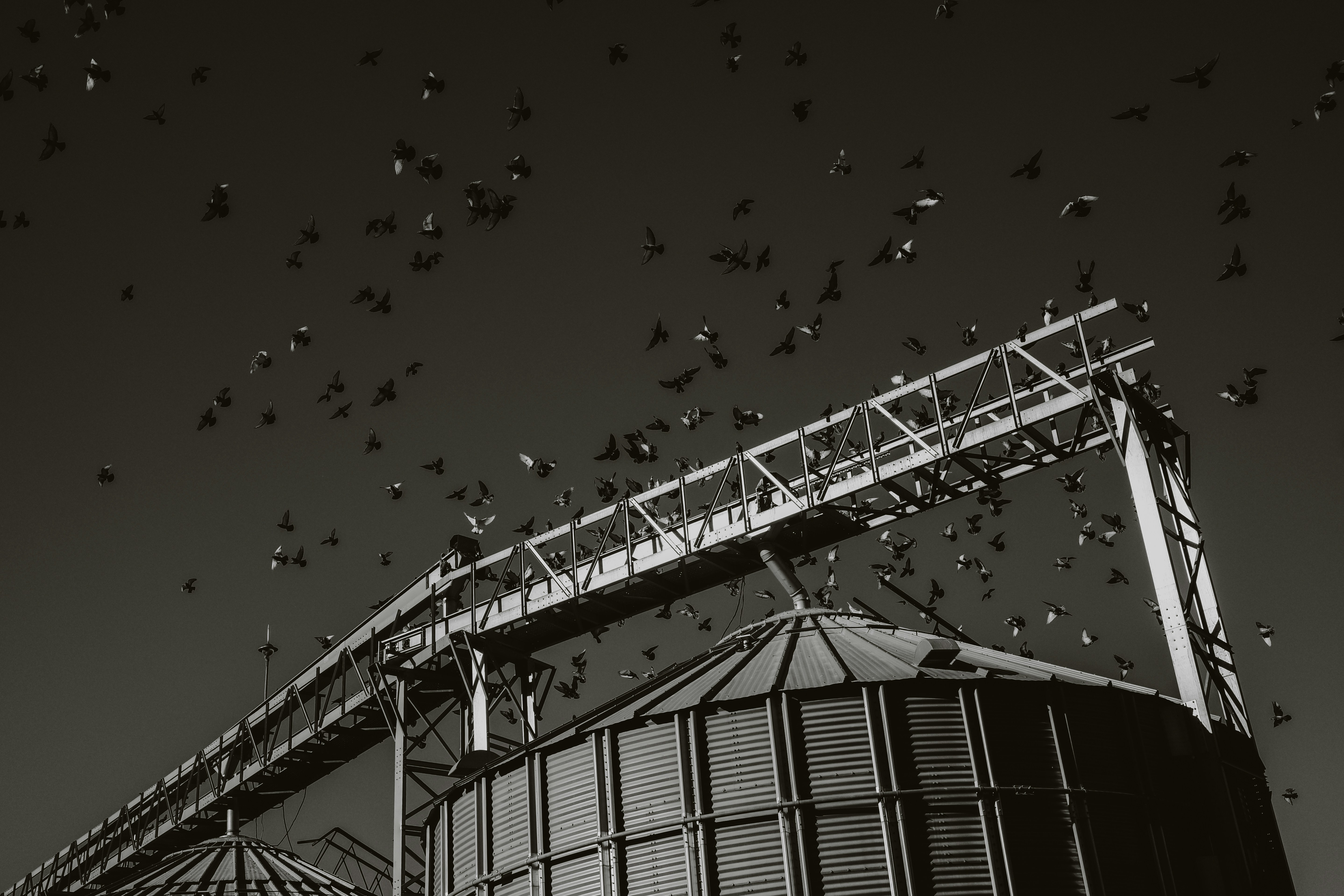 Industrial silhouettes under a flock of wings