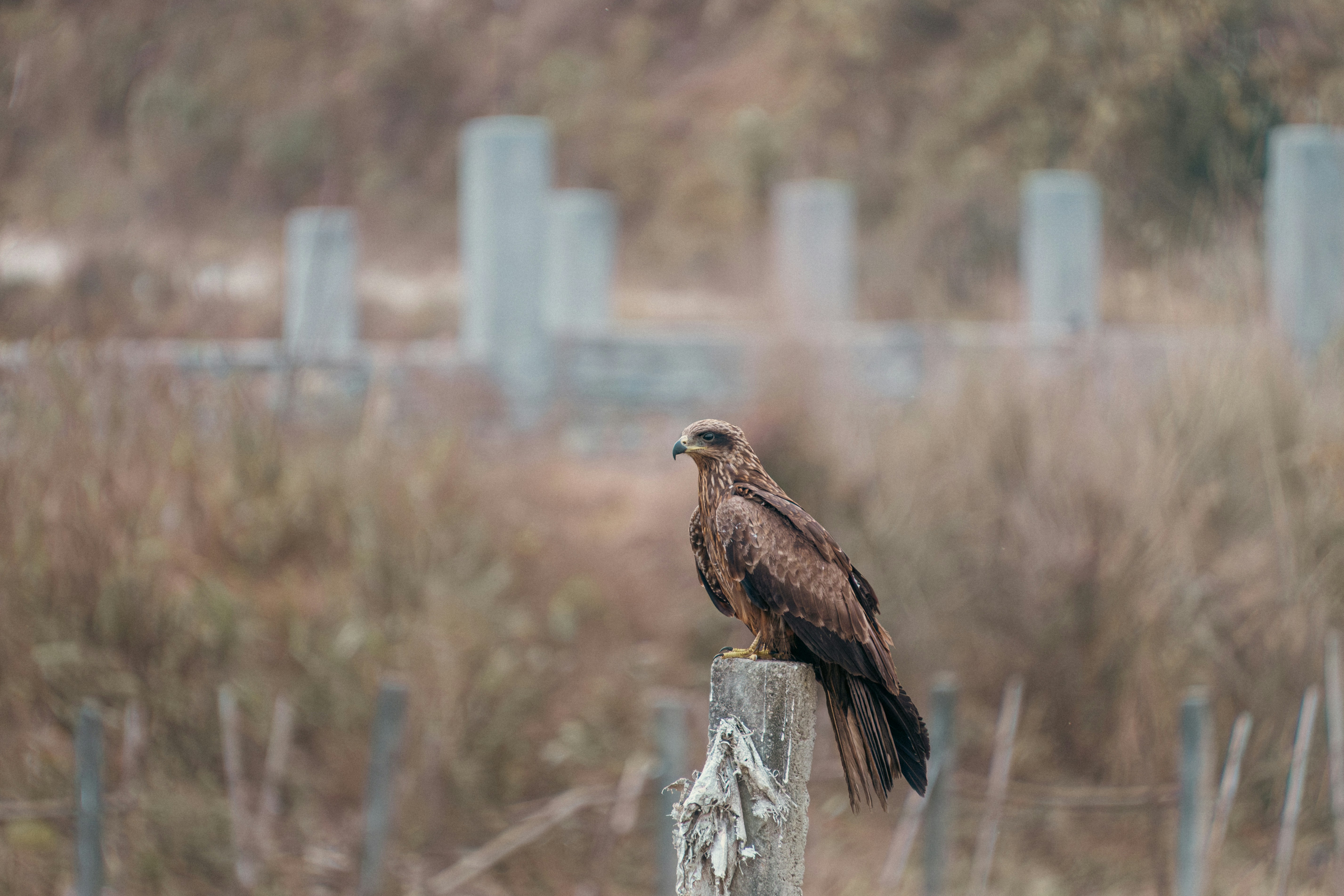 Hawk on a Weathered Post in a Dusty Field
