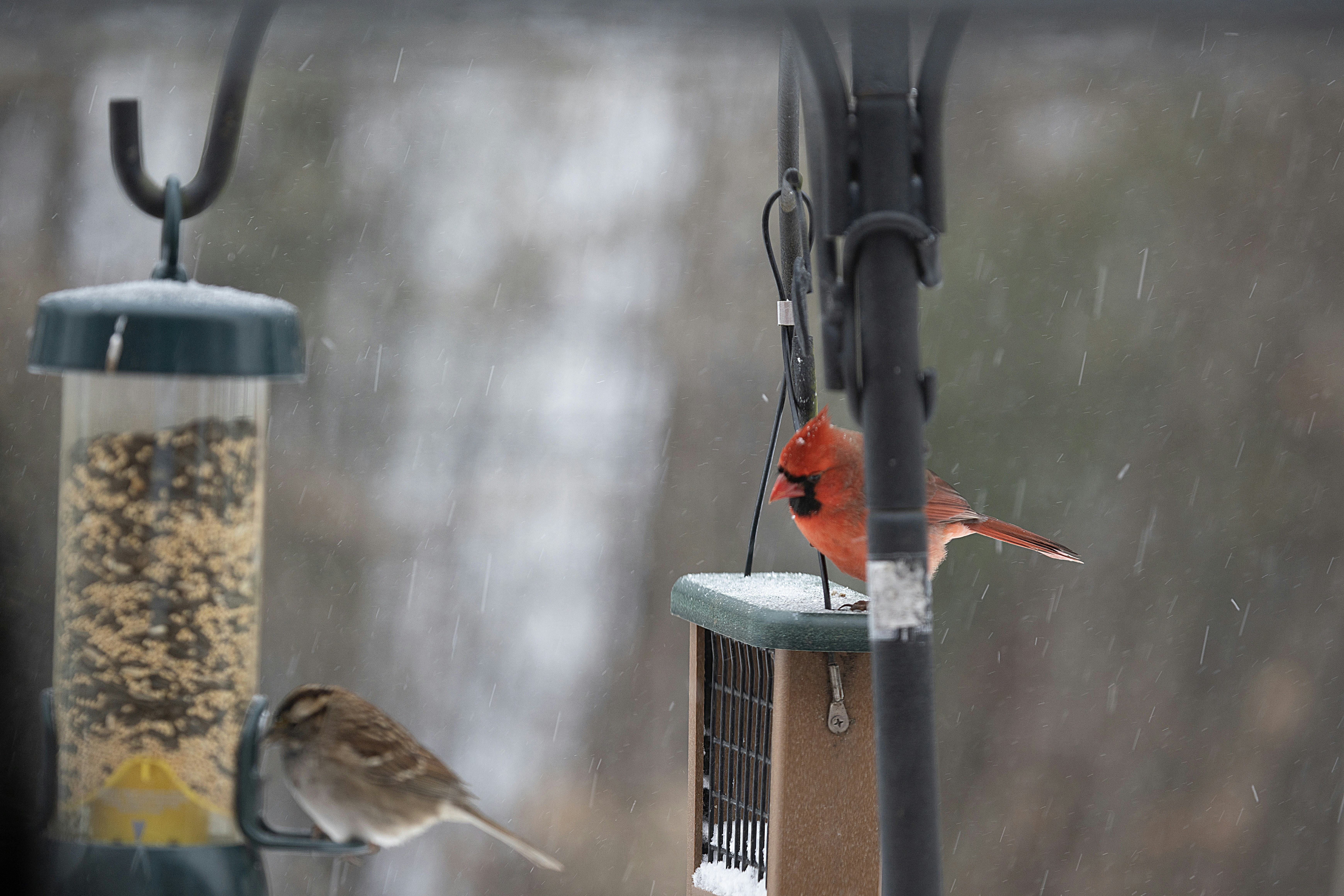 Cardinal and sparrow eat from feeders in snow.