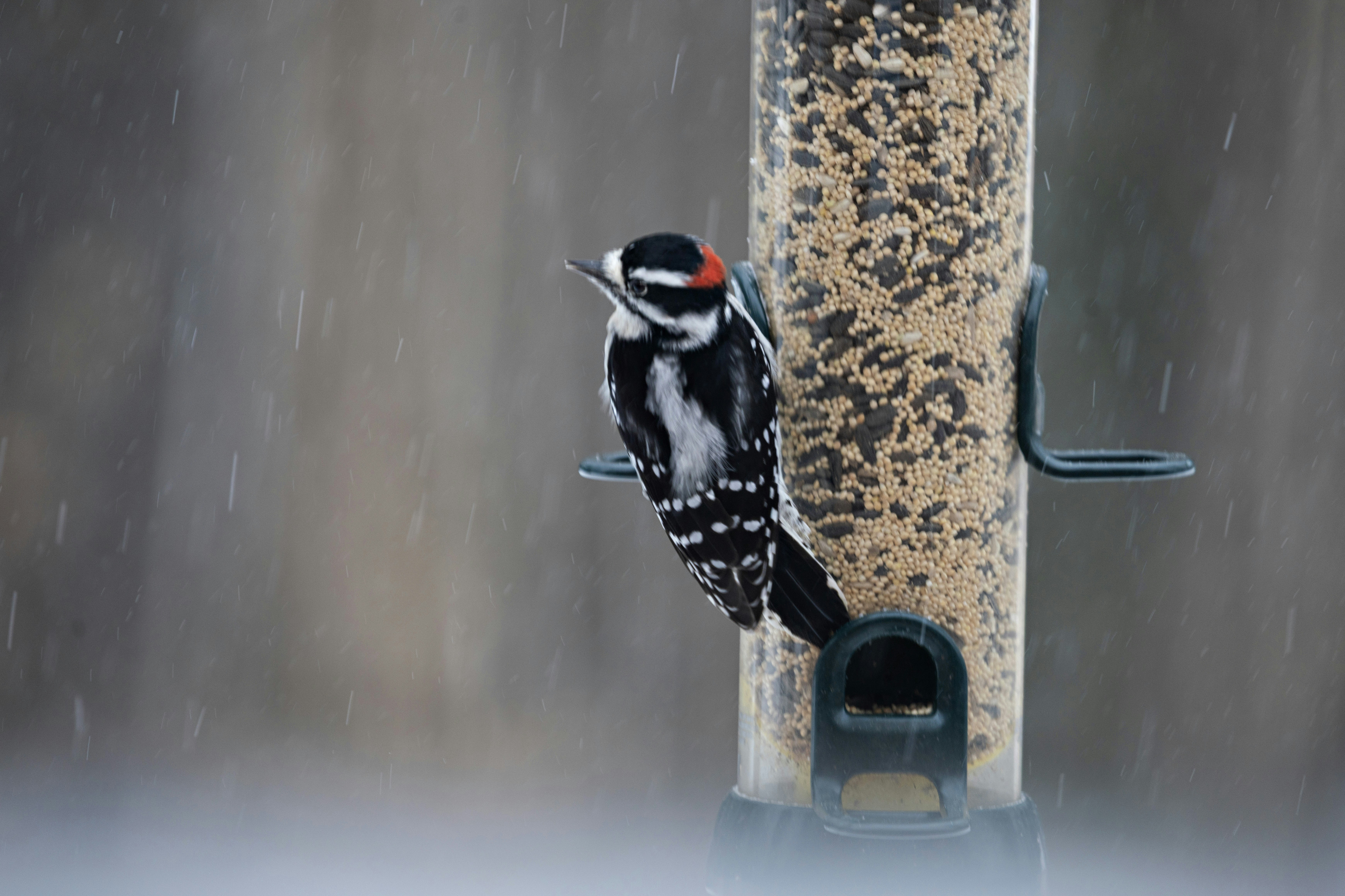 Downy woodpecker perched on a bird feeder during rain