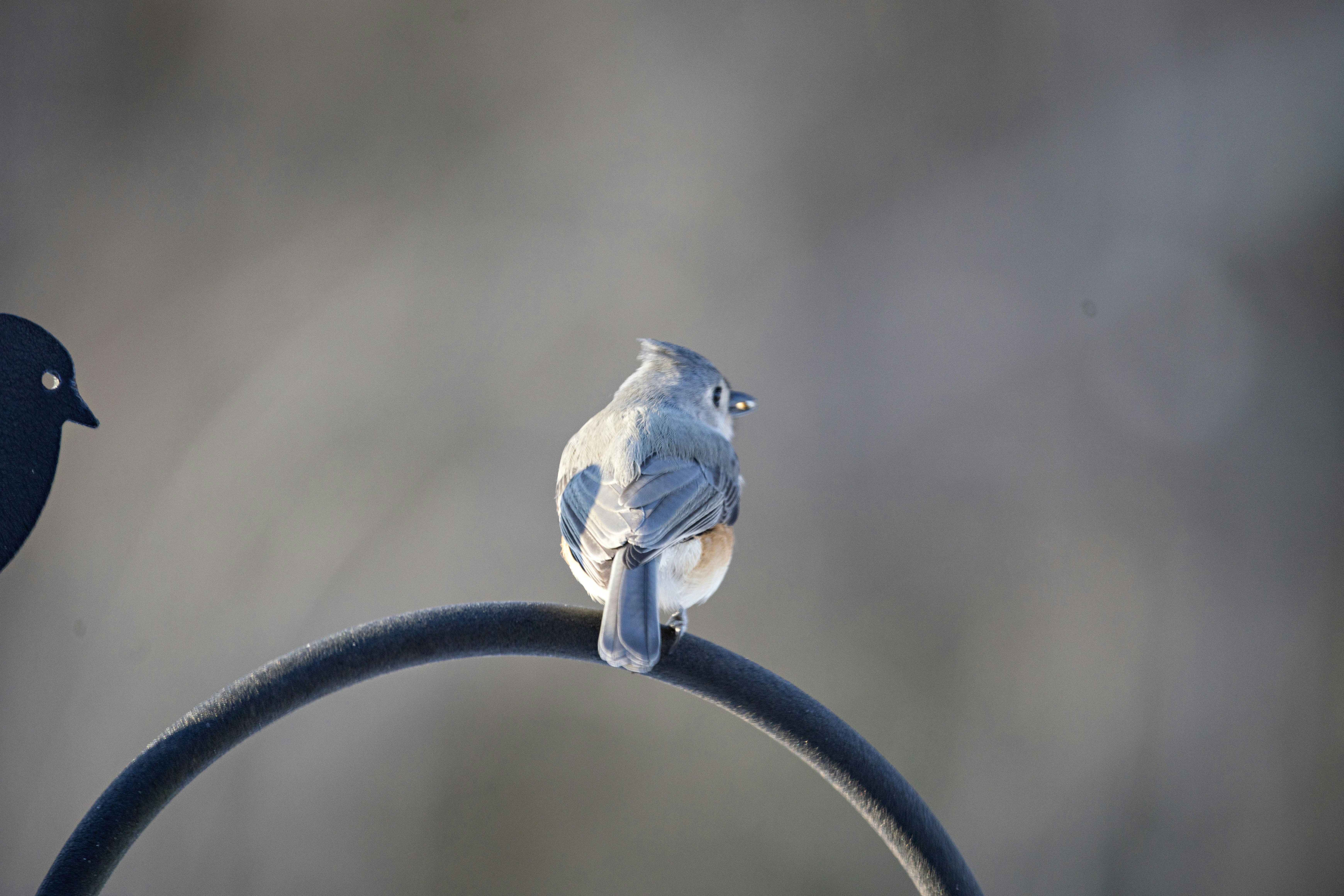Circular Perch: A Buoyant Songbird on a Ring