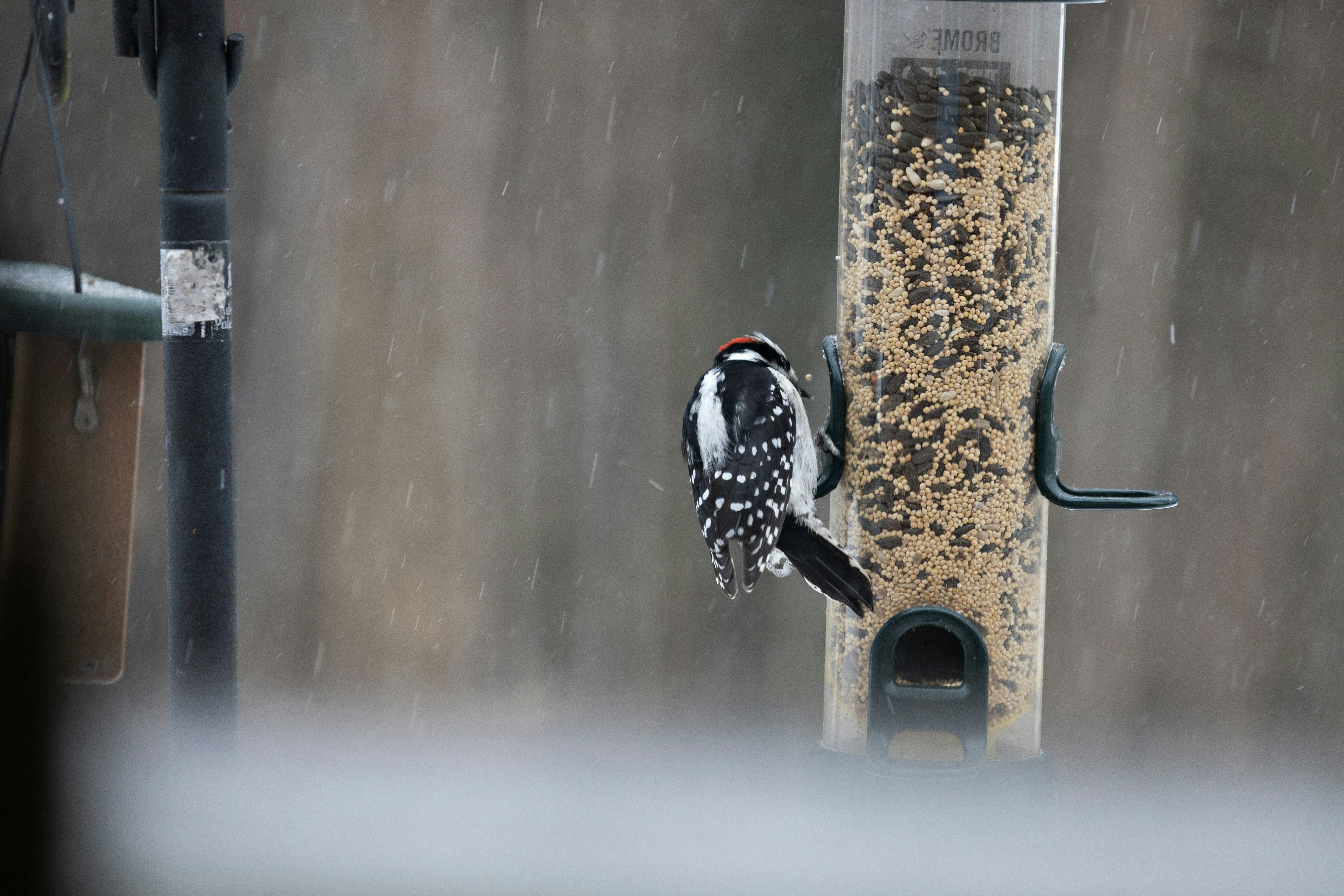 Woodpecker eating seeds from a bird feeder in rain.