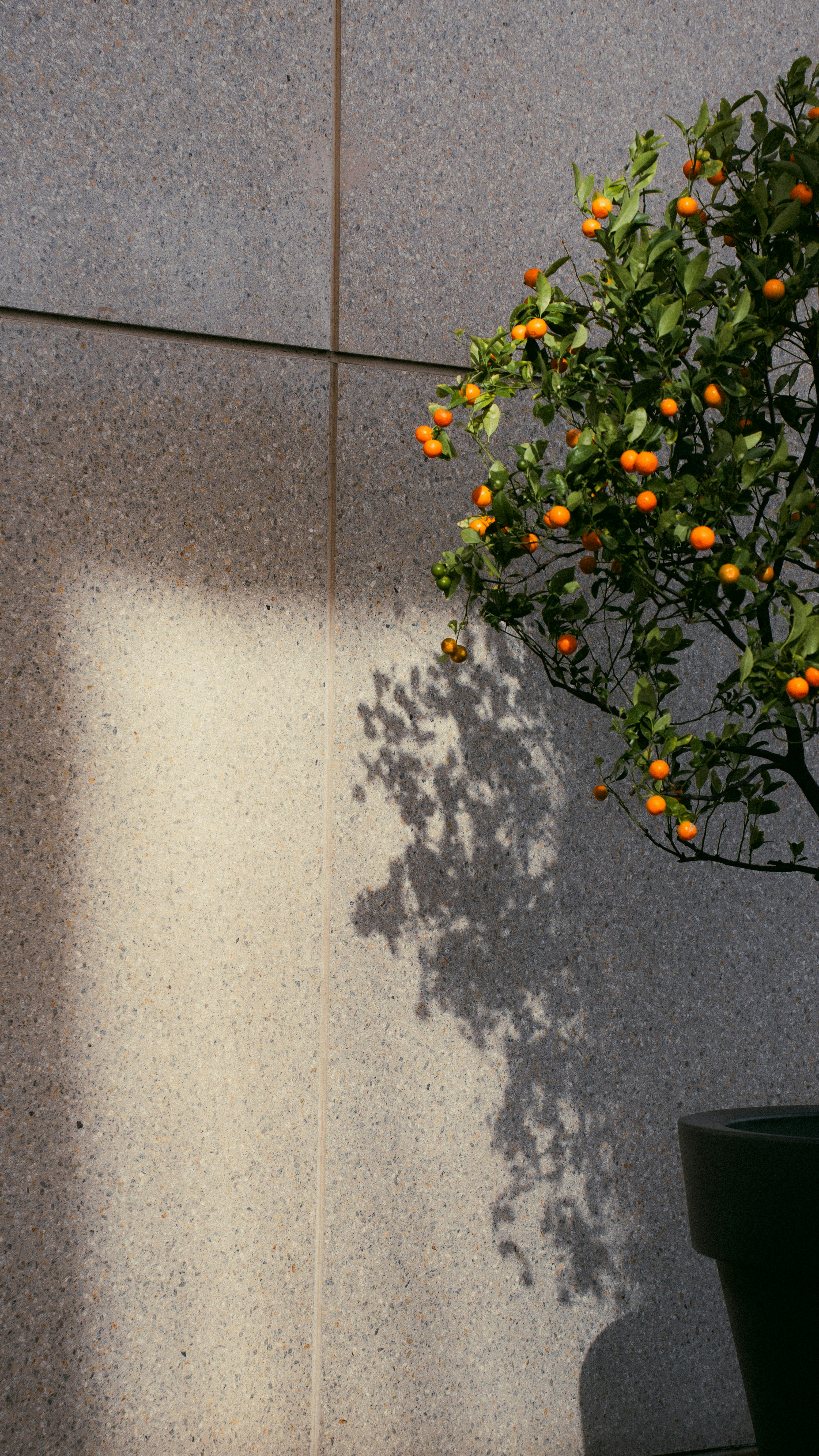 Orchard Shadow: Sunlit Citrus on a Concrete Wall
