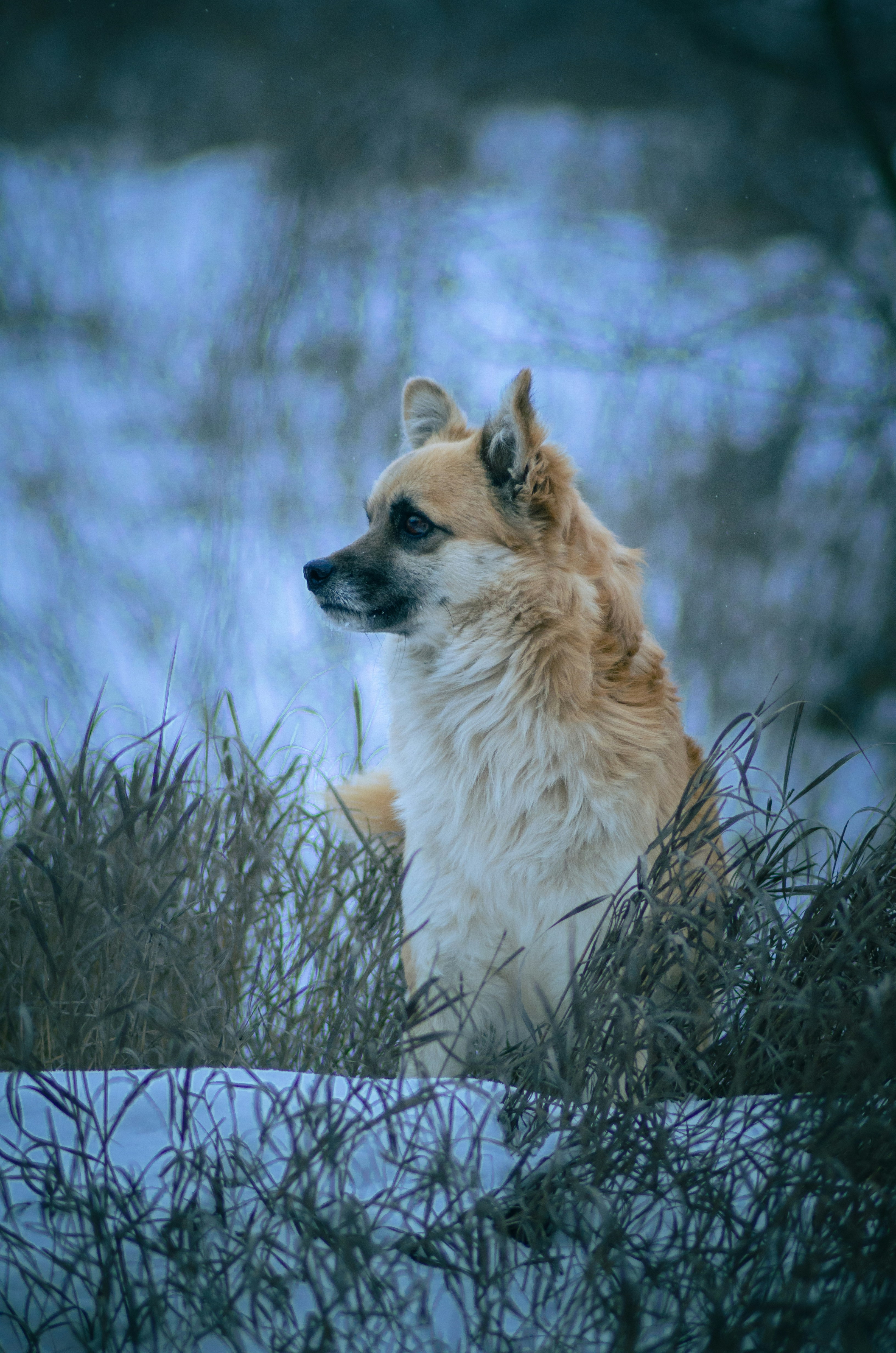Winter Watch: A Calm Dog Among Frosted Grass
