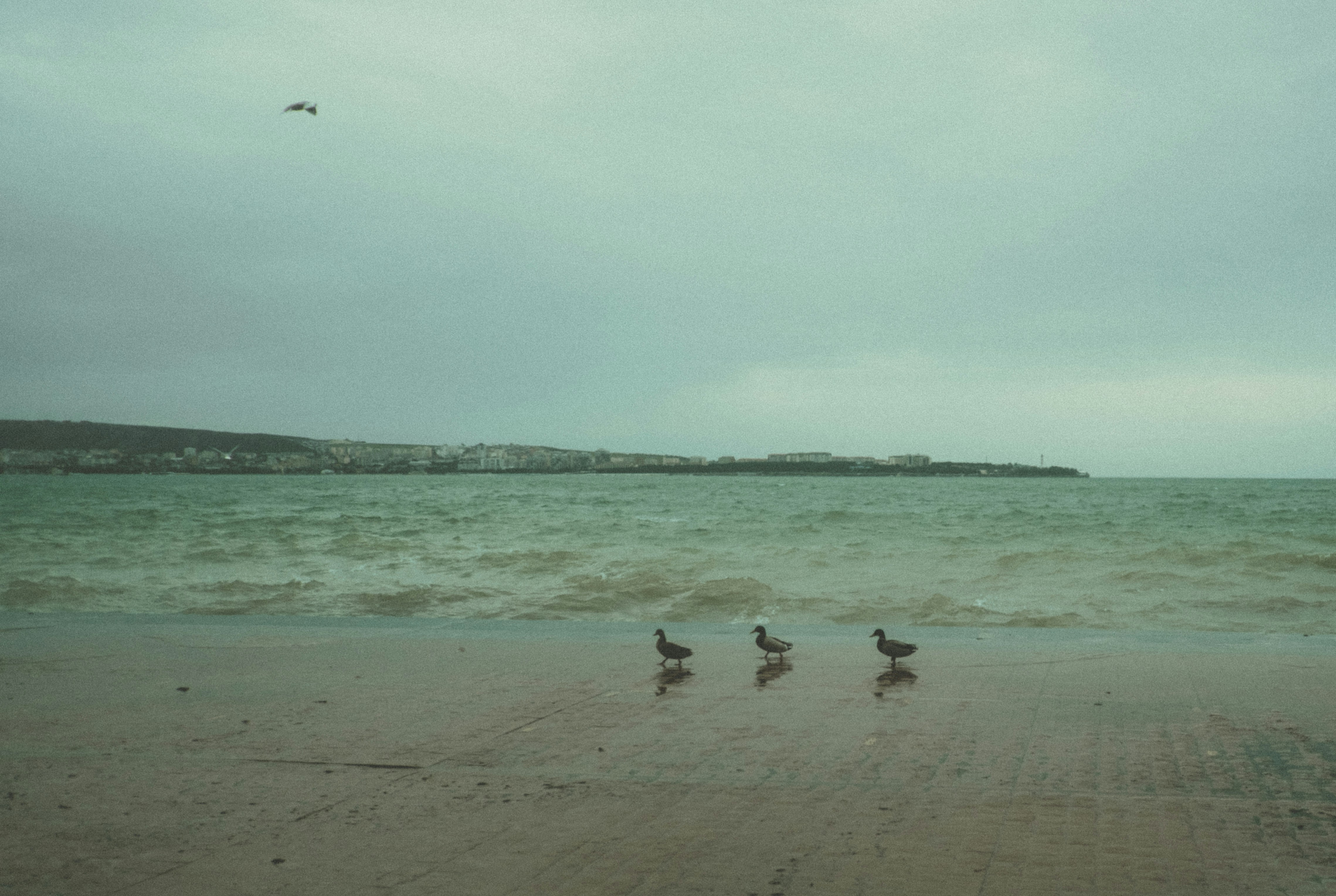 Three Seabirds at the Edge of a Quiet Tide