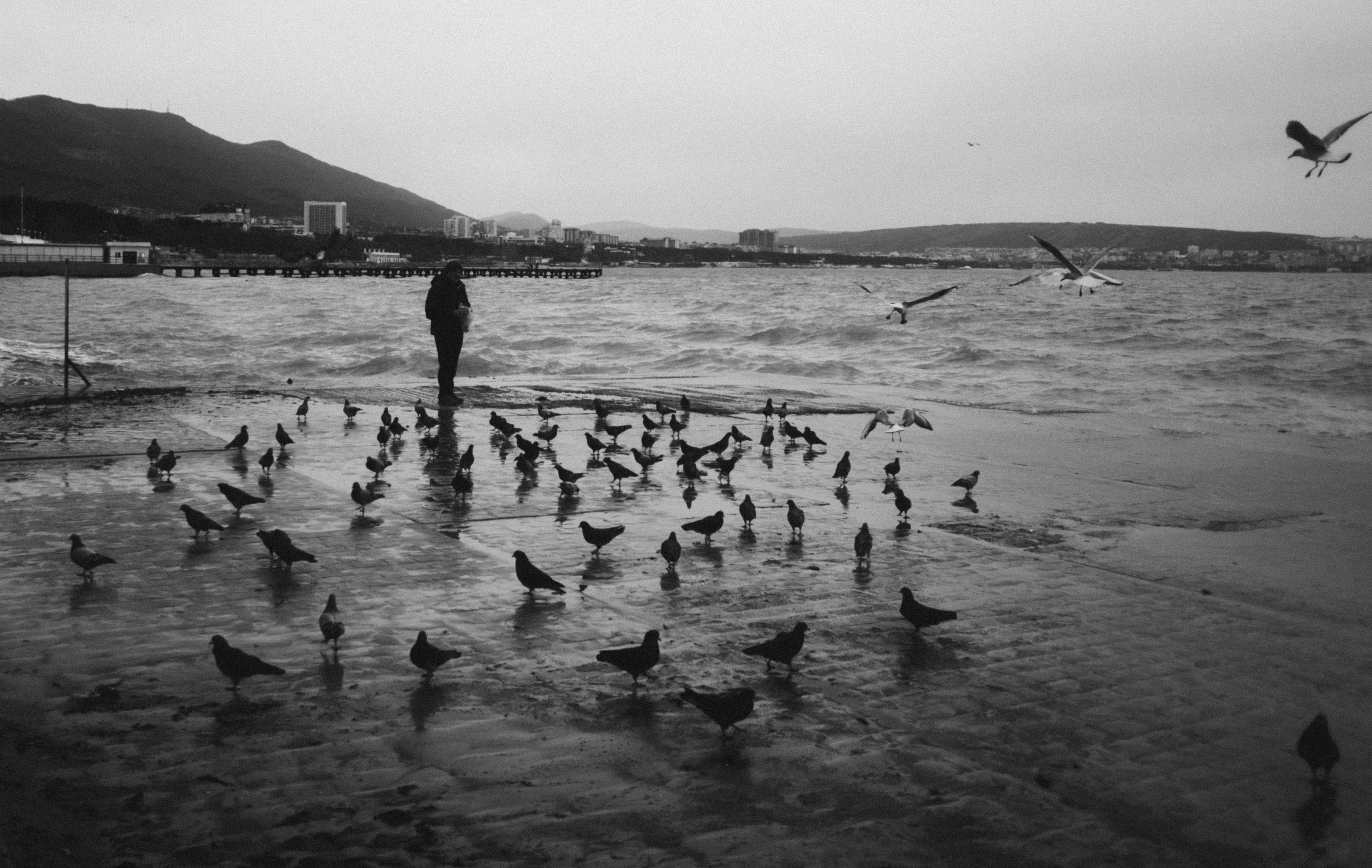 Lone Figure Among Seabirds at Dusk