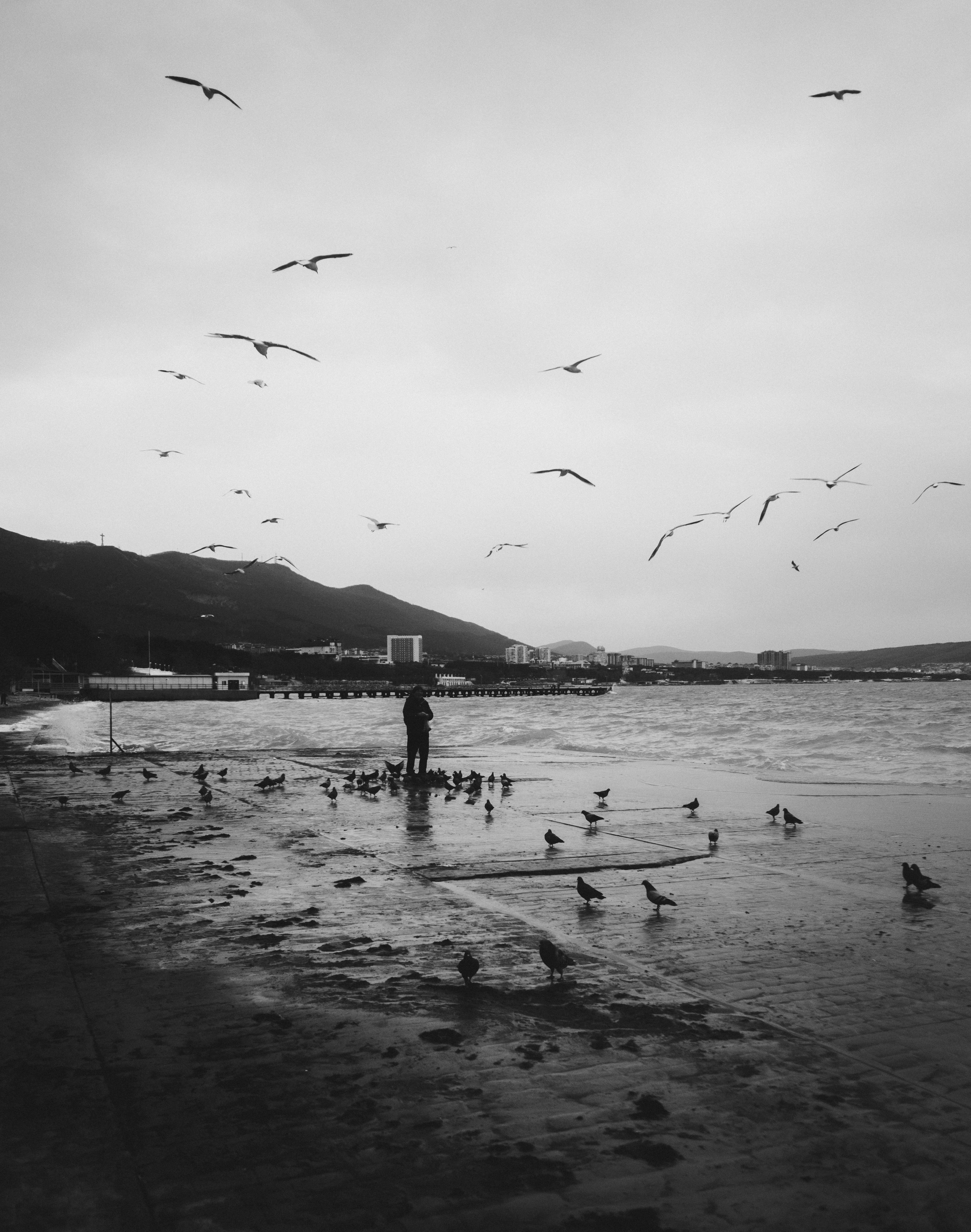 Streetside Seabirds: A Lone Figure Amid Tidal Feathers
