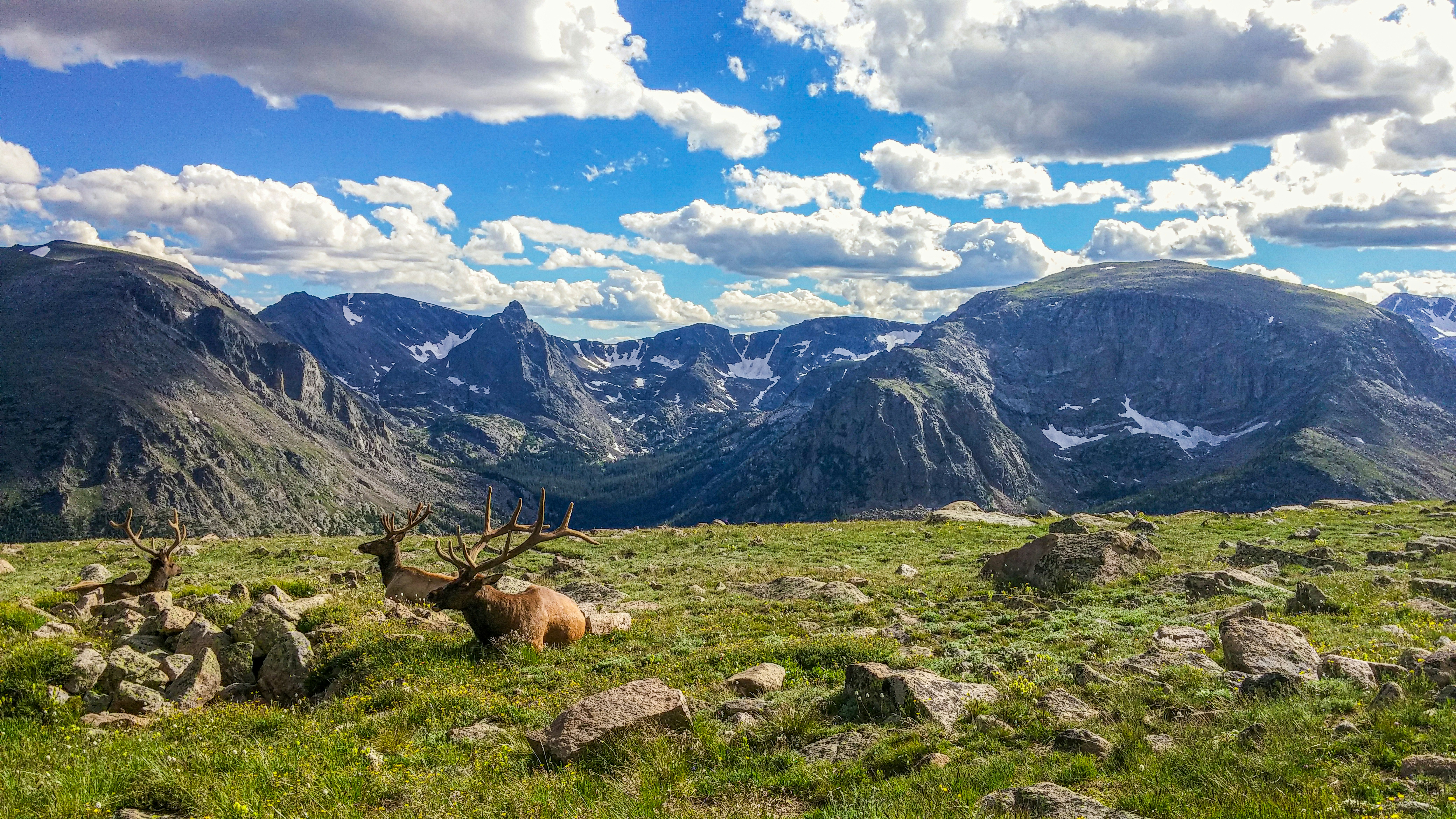Misty-green alpine meadow with rocky outcrops and a stag lying in the foreground, set against distant rugged mountains under a bright, partly cloudy sky.