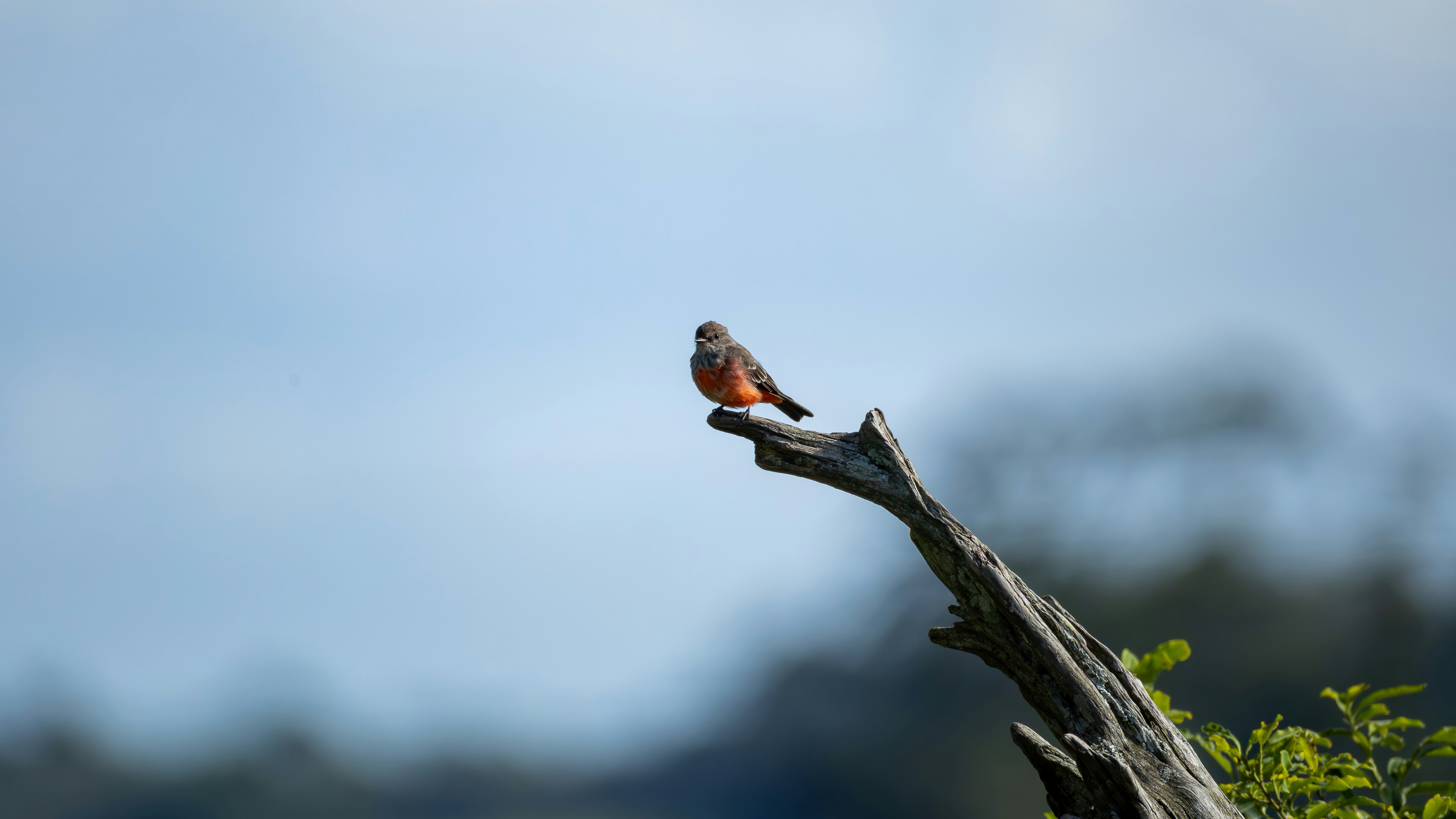 Perched Ember: A robin on a weathered branch against a calm sky