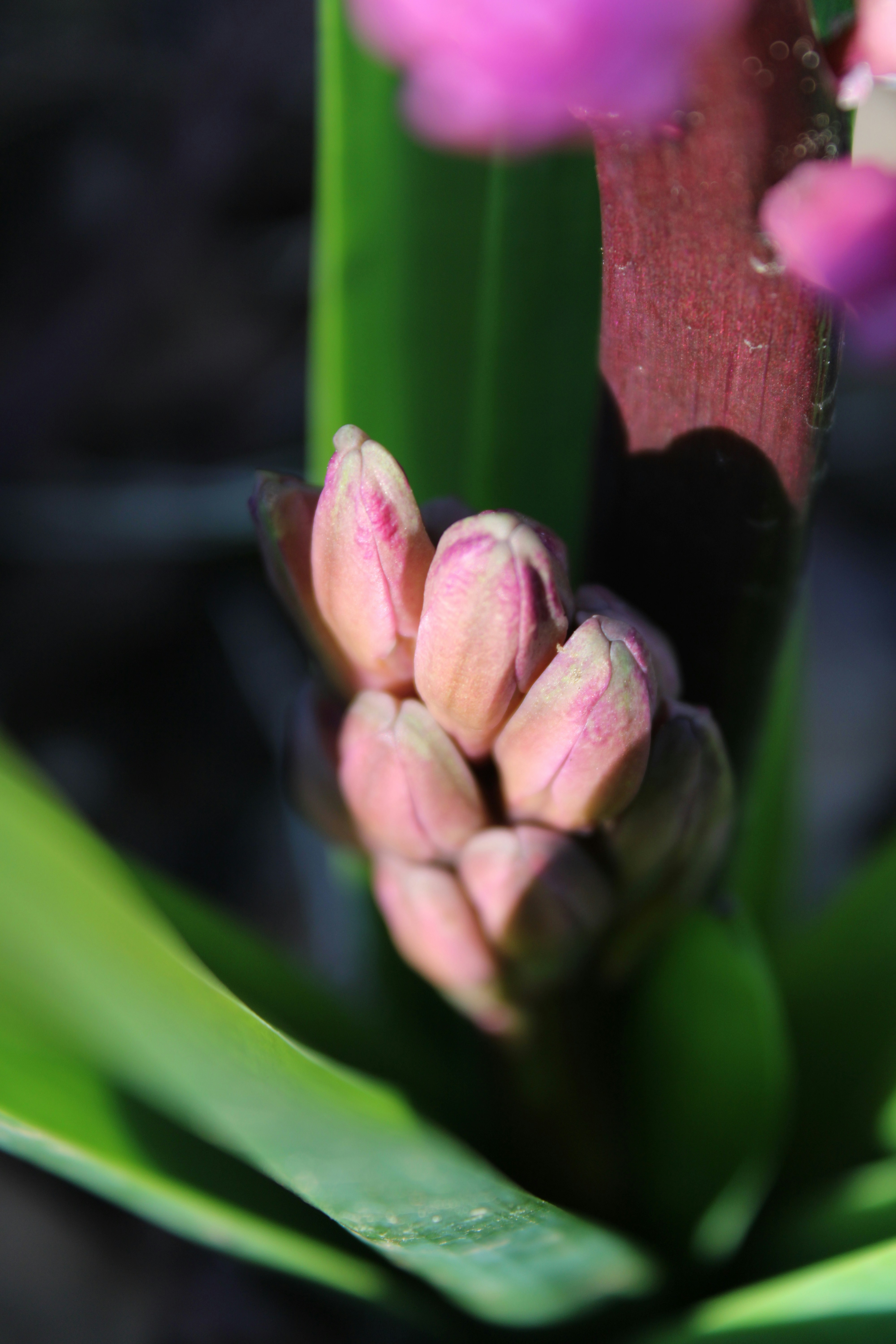 Pink-tipped Buds Nestled in Verdant Sheath
