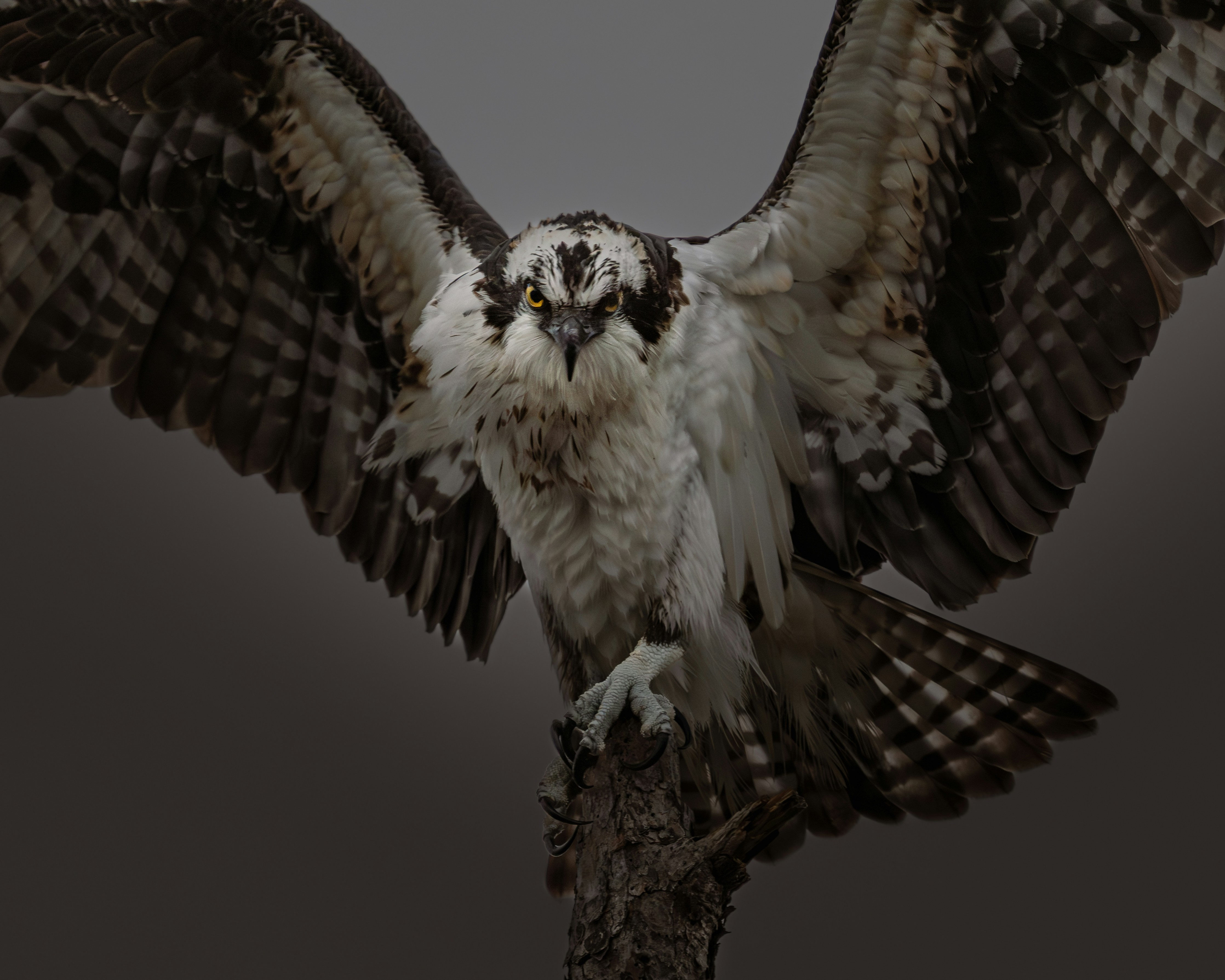Midair Confrontation: An Osprey Brings Down a Grasp on a Weathered Perch
