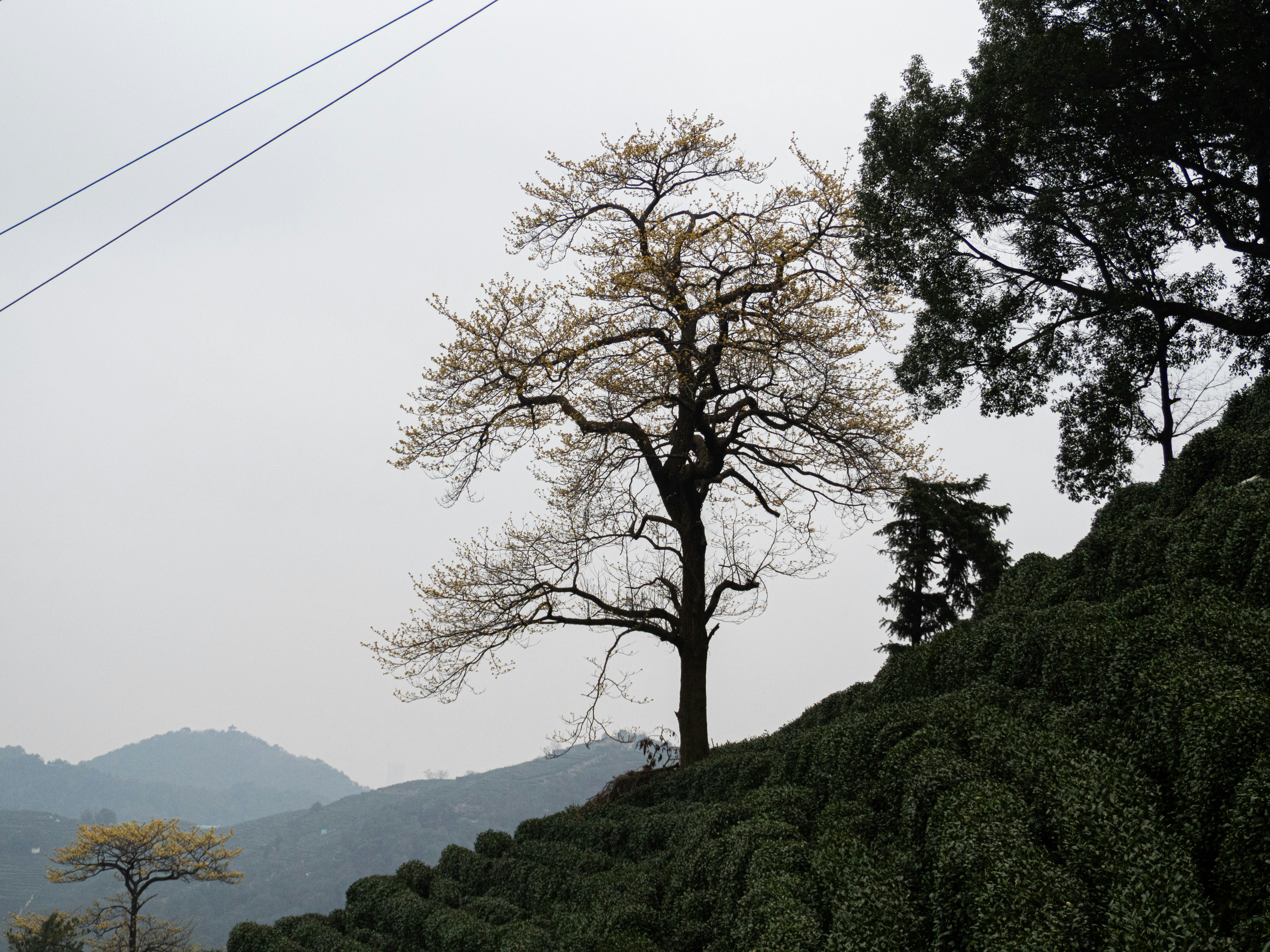Quiet Tree on a Rolling Hill Under Silent Skies