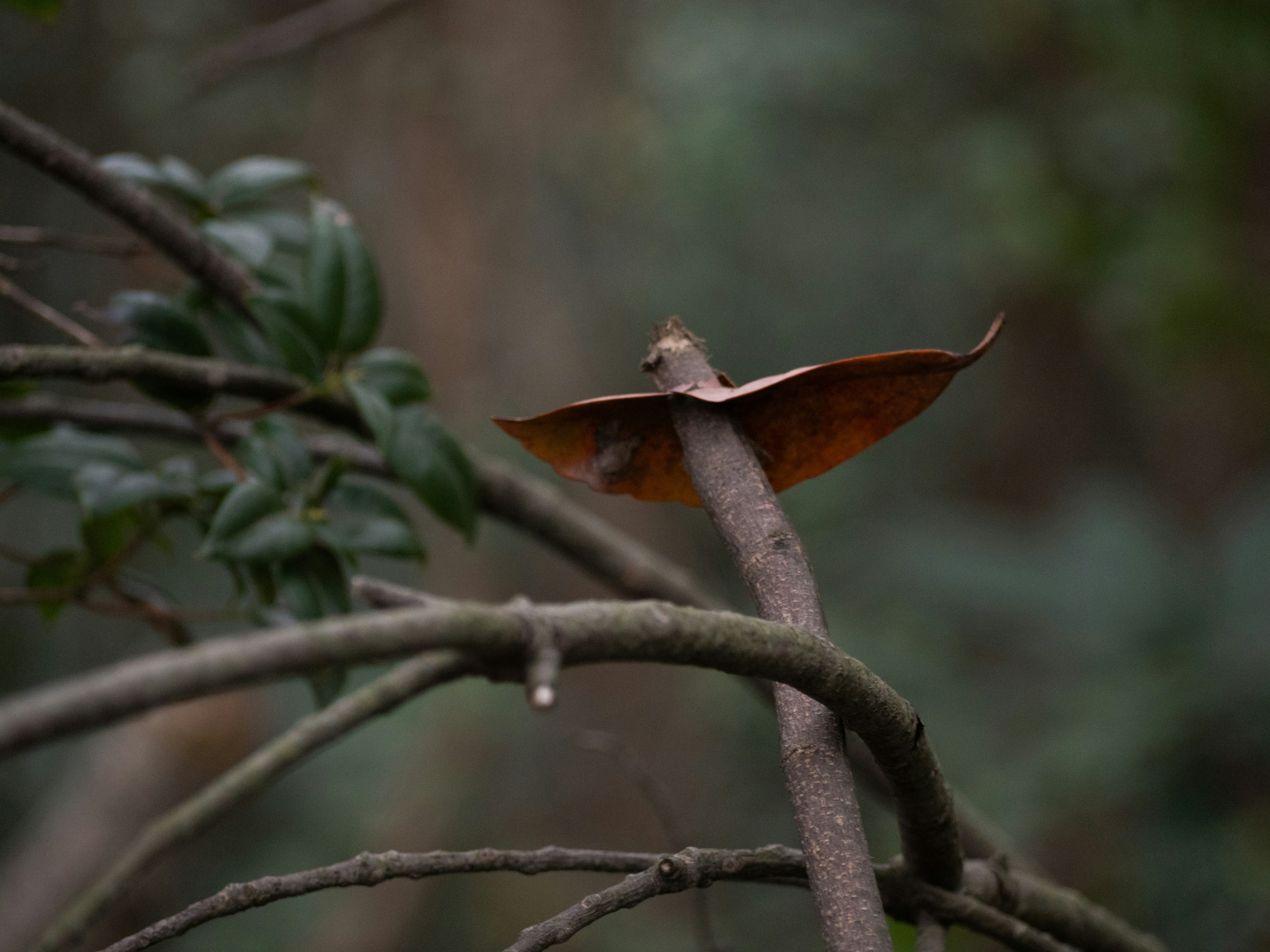 Muted Forest Spotlight: A lone leaf-topped twig in soft afternoon light