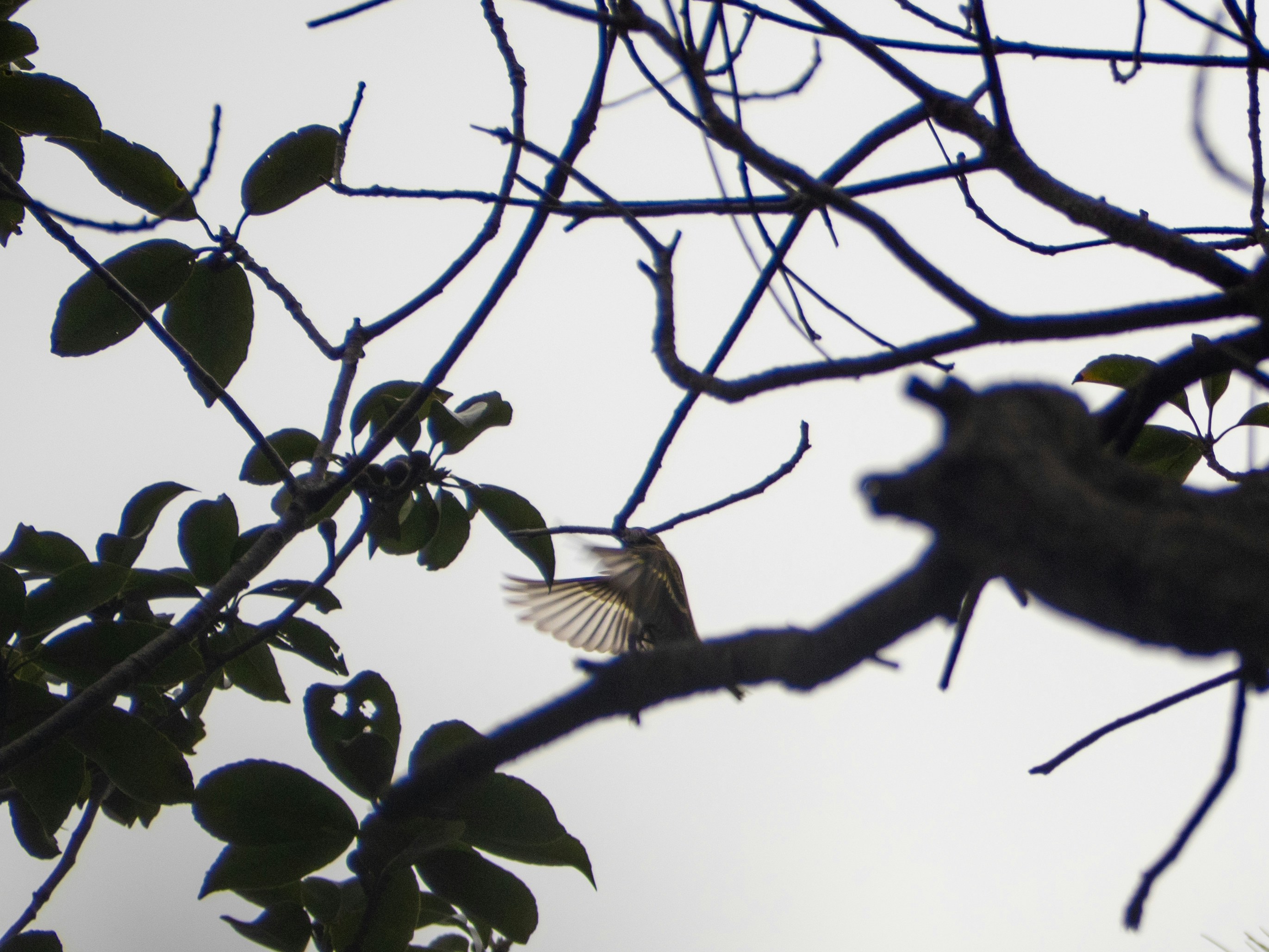 Winged Glimpse Through the Canopy
