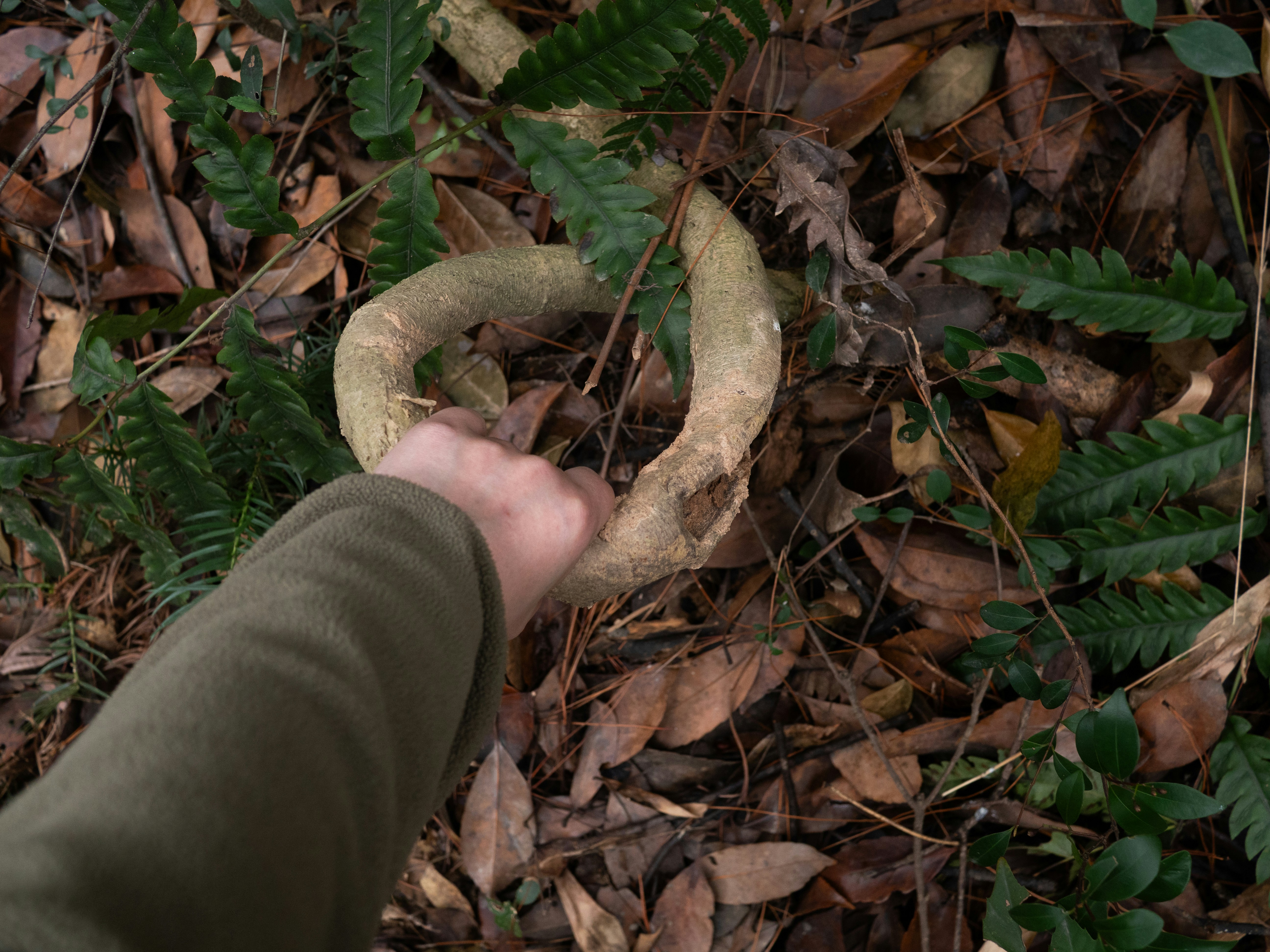 Hand holding a circular root on forest floor