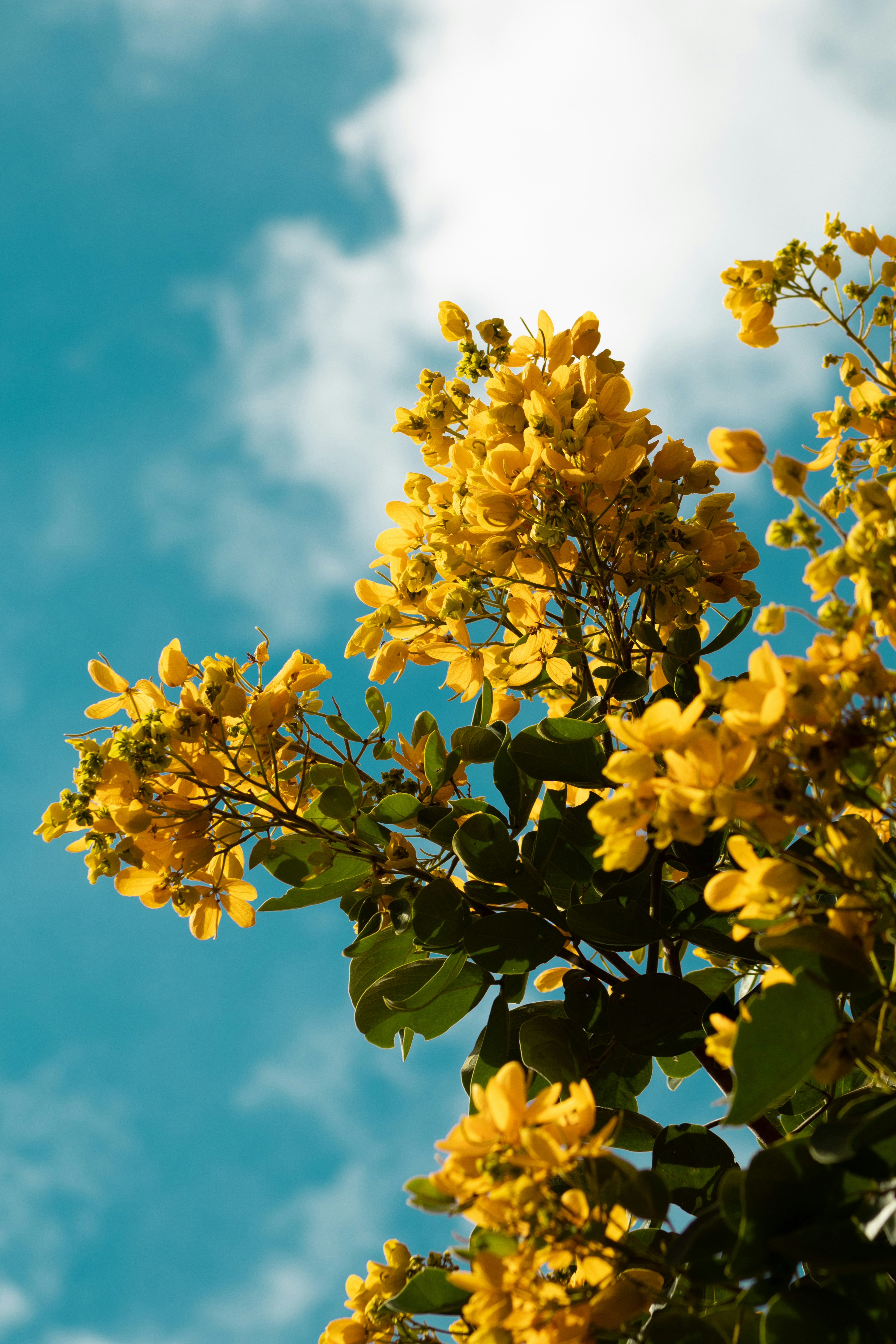 Golden Blooms Reaching Toward a Clear Sky