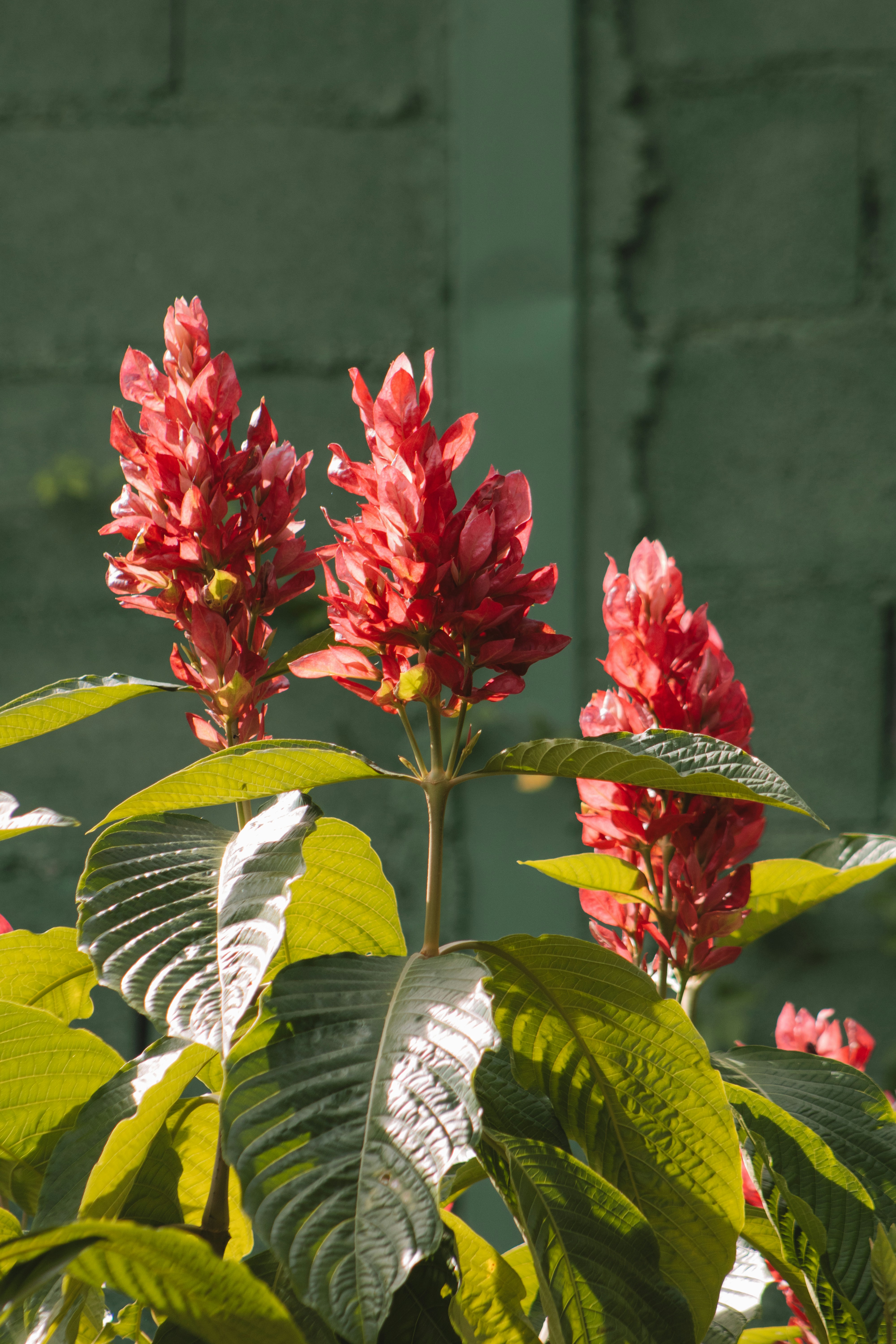 Crimson Spires: Bold Red Flowers against a Quiet Green Wall