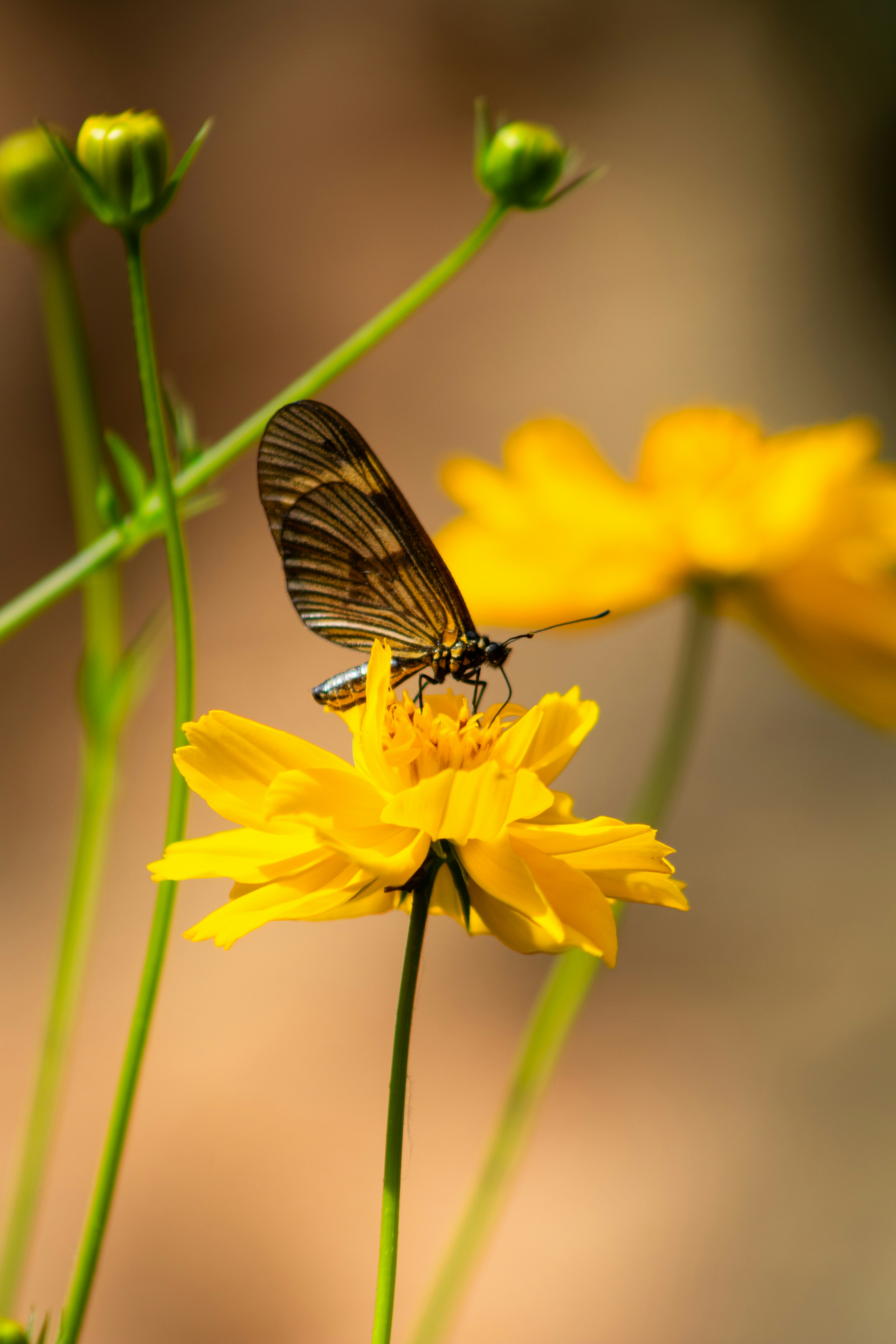 Lyric of a Yellow Bloom: Butterfly at Center Stage