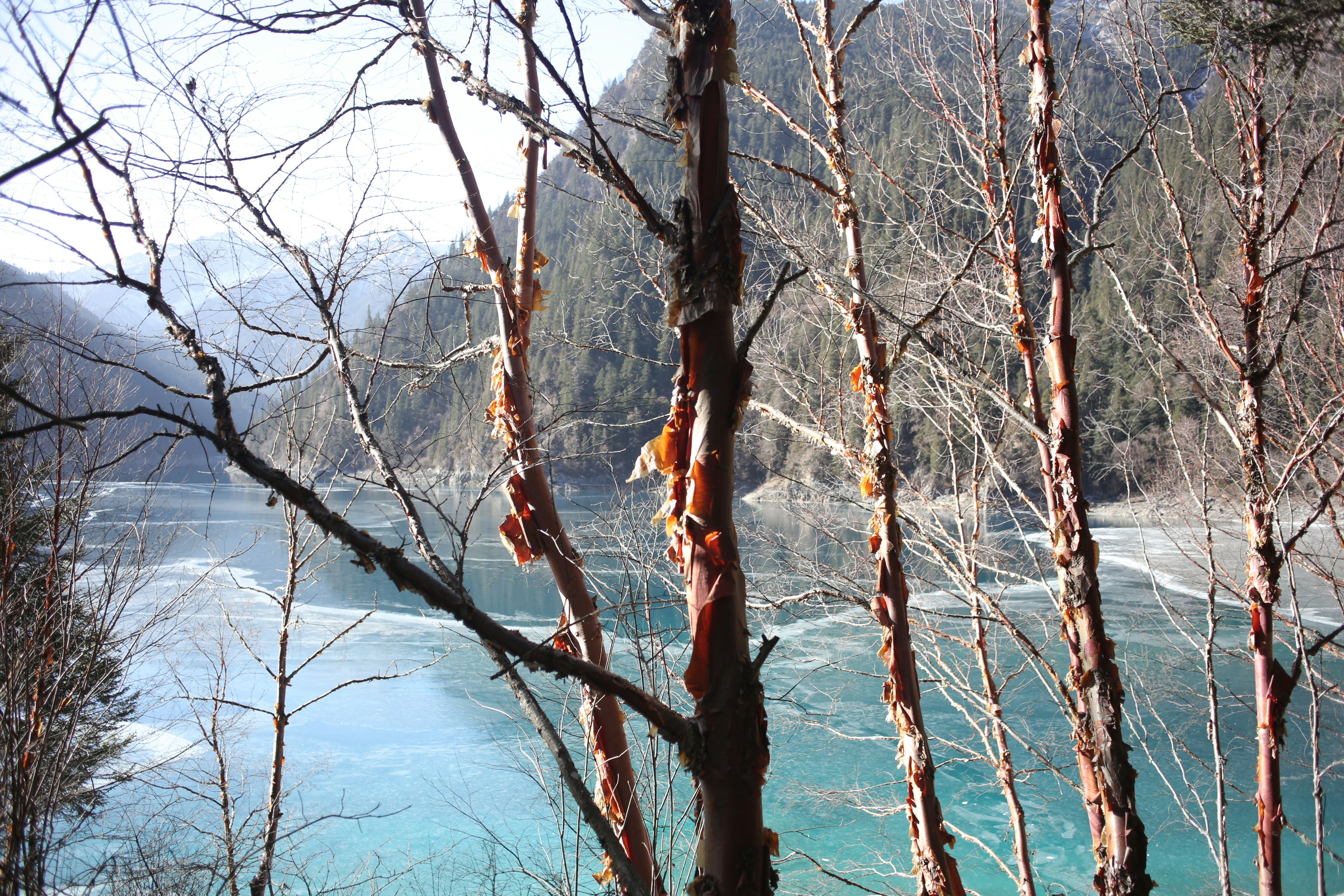 Branches Framing a Turquoise Alpine Lake