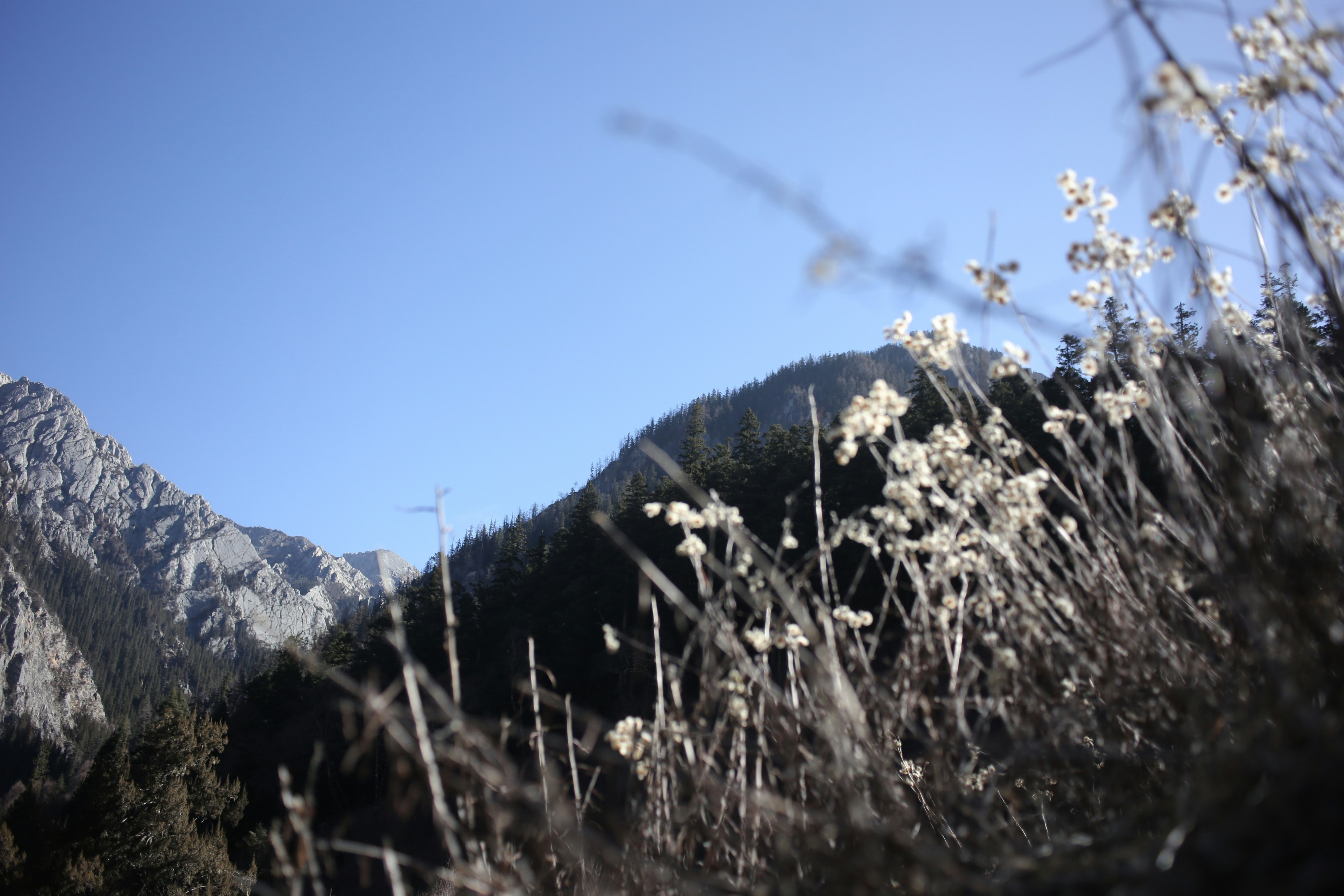 Dolomitic Ridge with Wildflower Silhouette under a Clear Noon Sky
