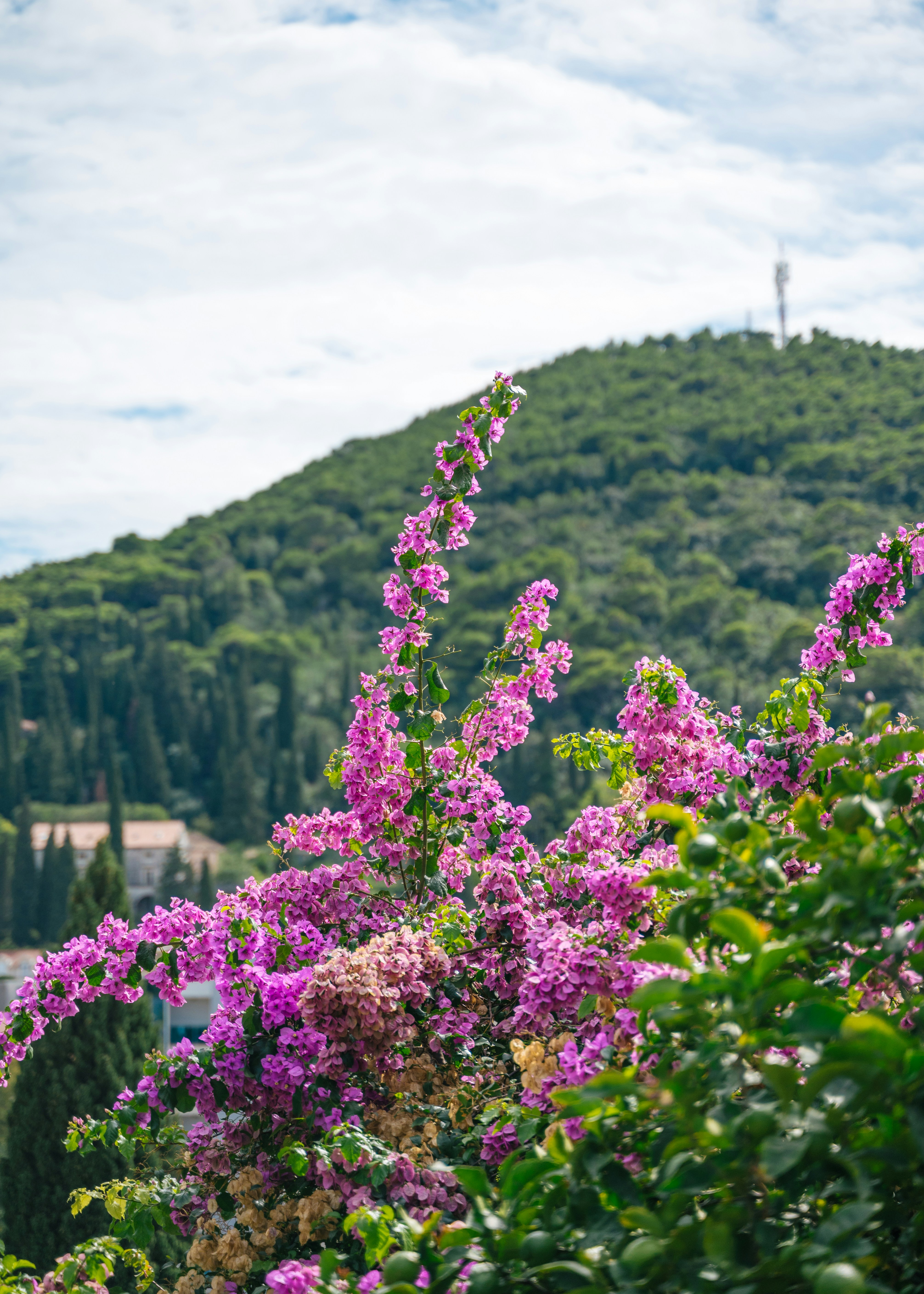 Pink Bouquets Reaching Toward a Calm Hilltop Sky