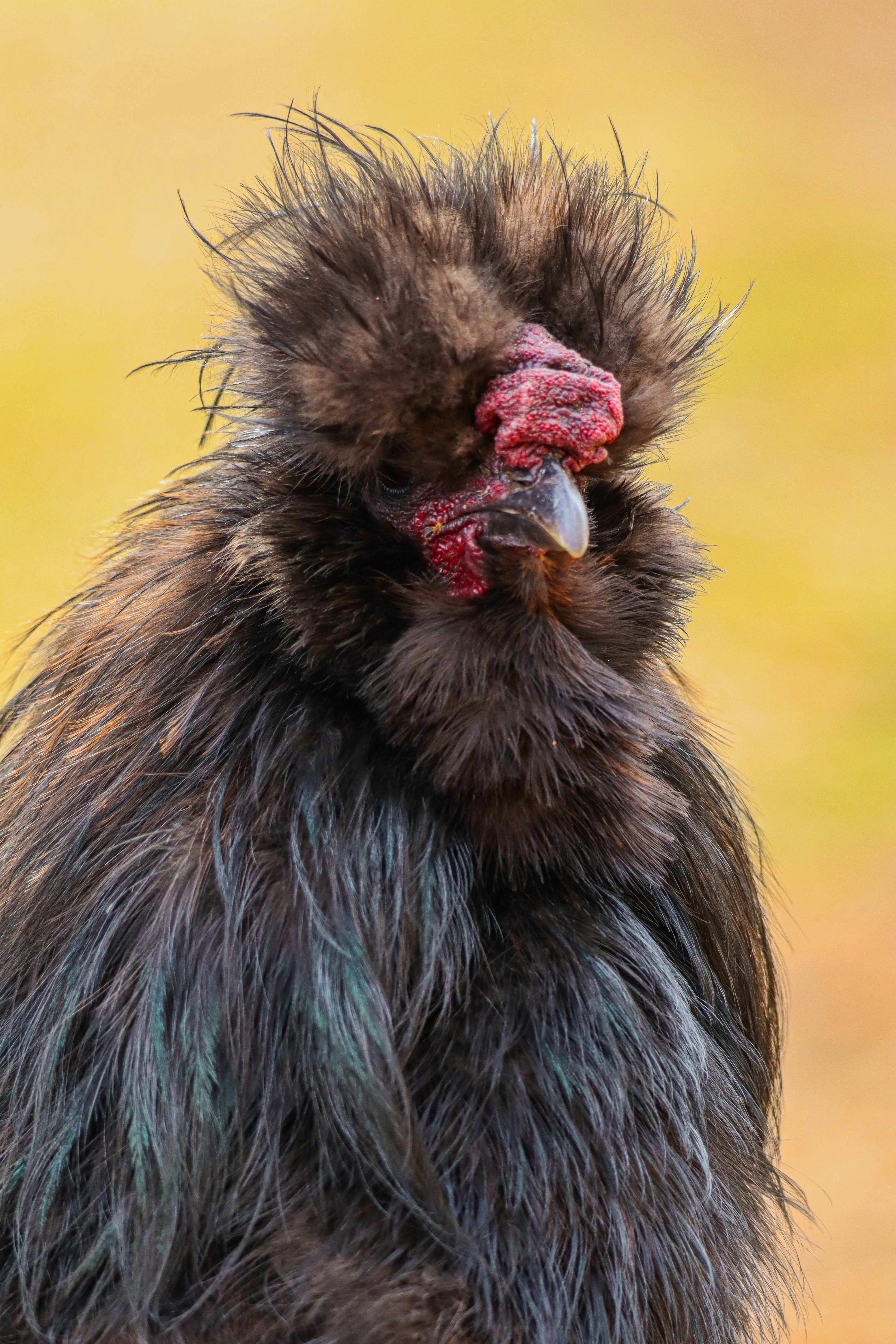 Matted Crest and Red Wattle: Close Portrait of a Rooster