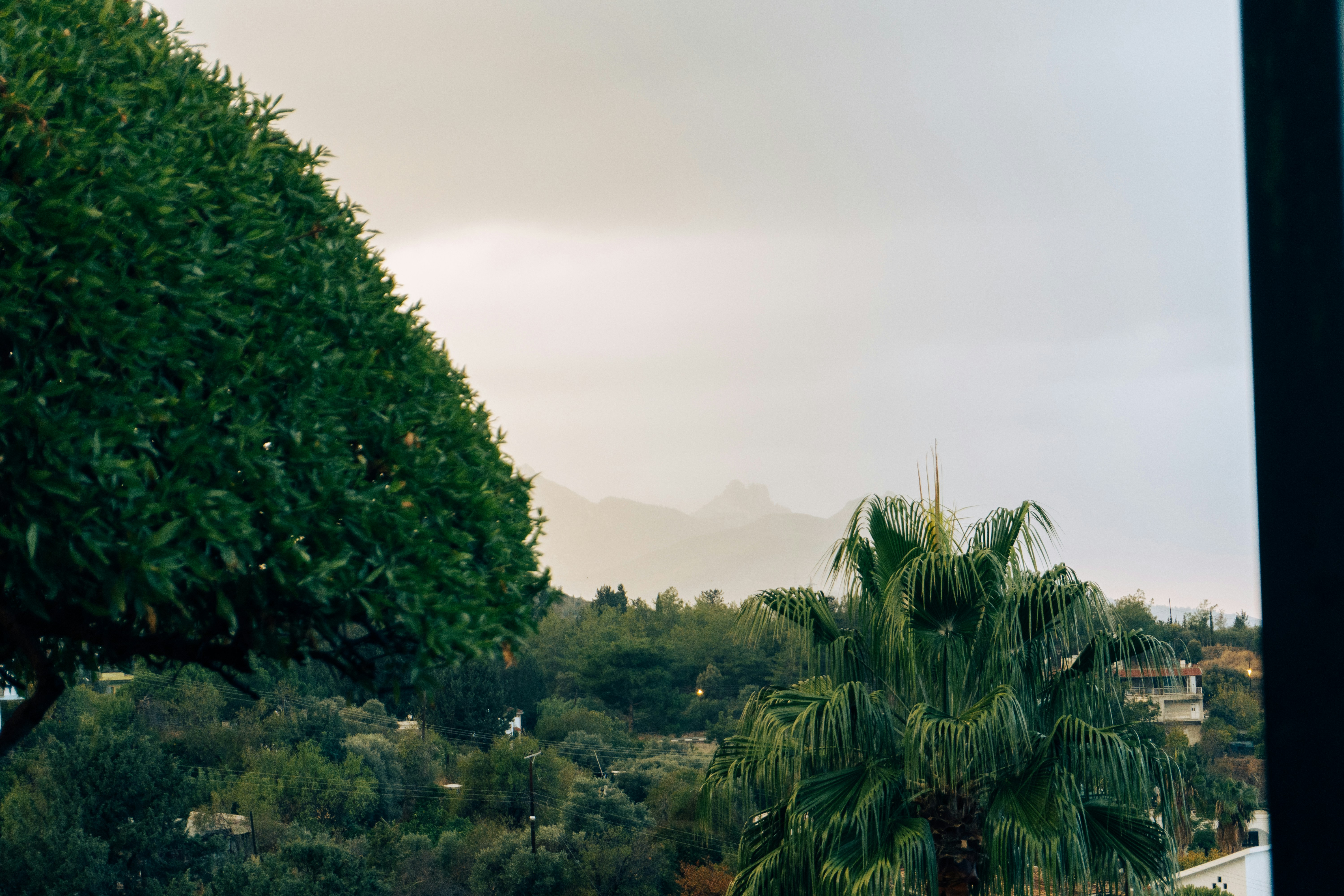 Quiet Horizon Over Rolled Hills and Palm Trees