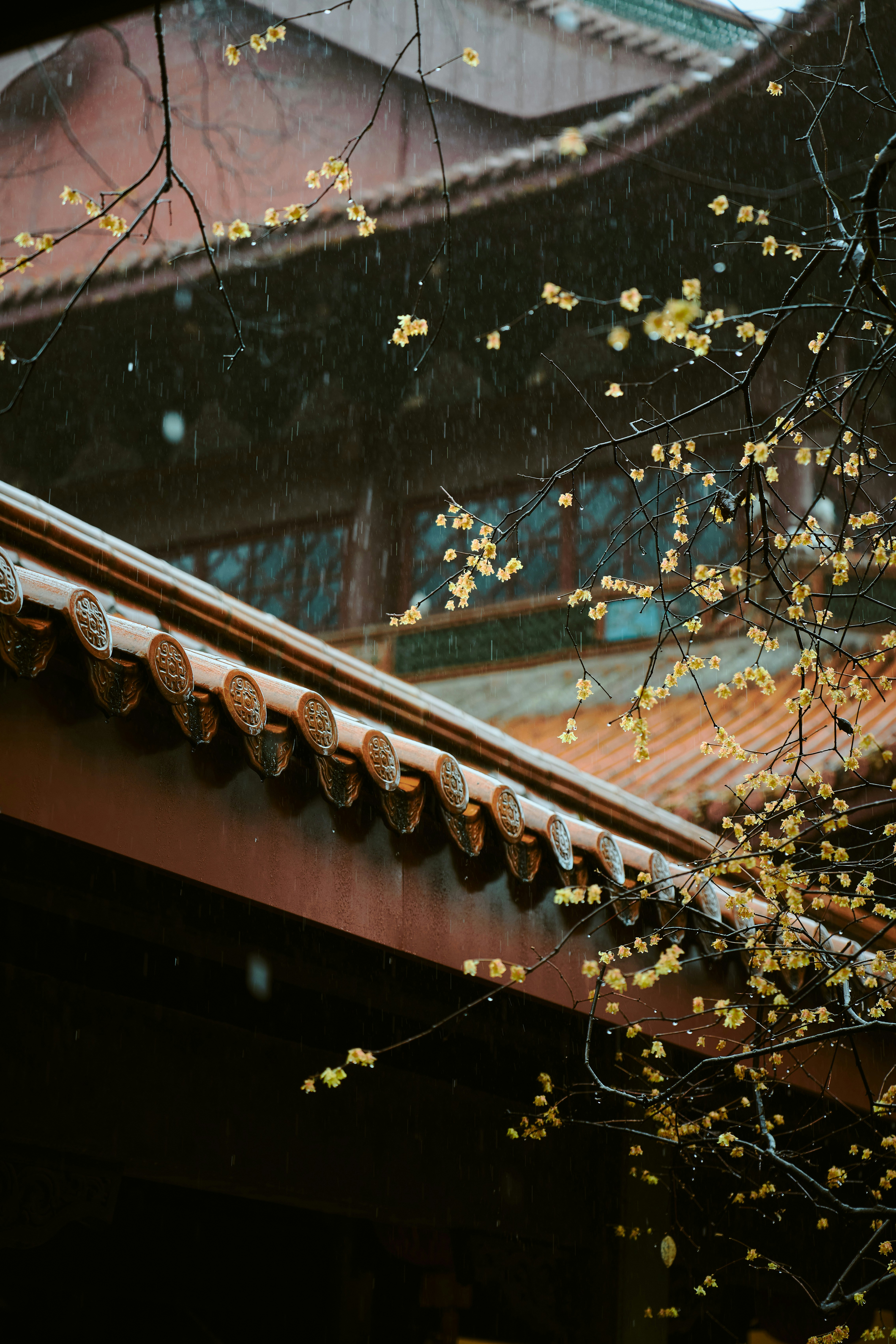 Eastern Rooflines Framed by Spring Blossoms in Rain