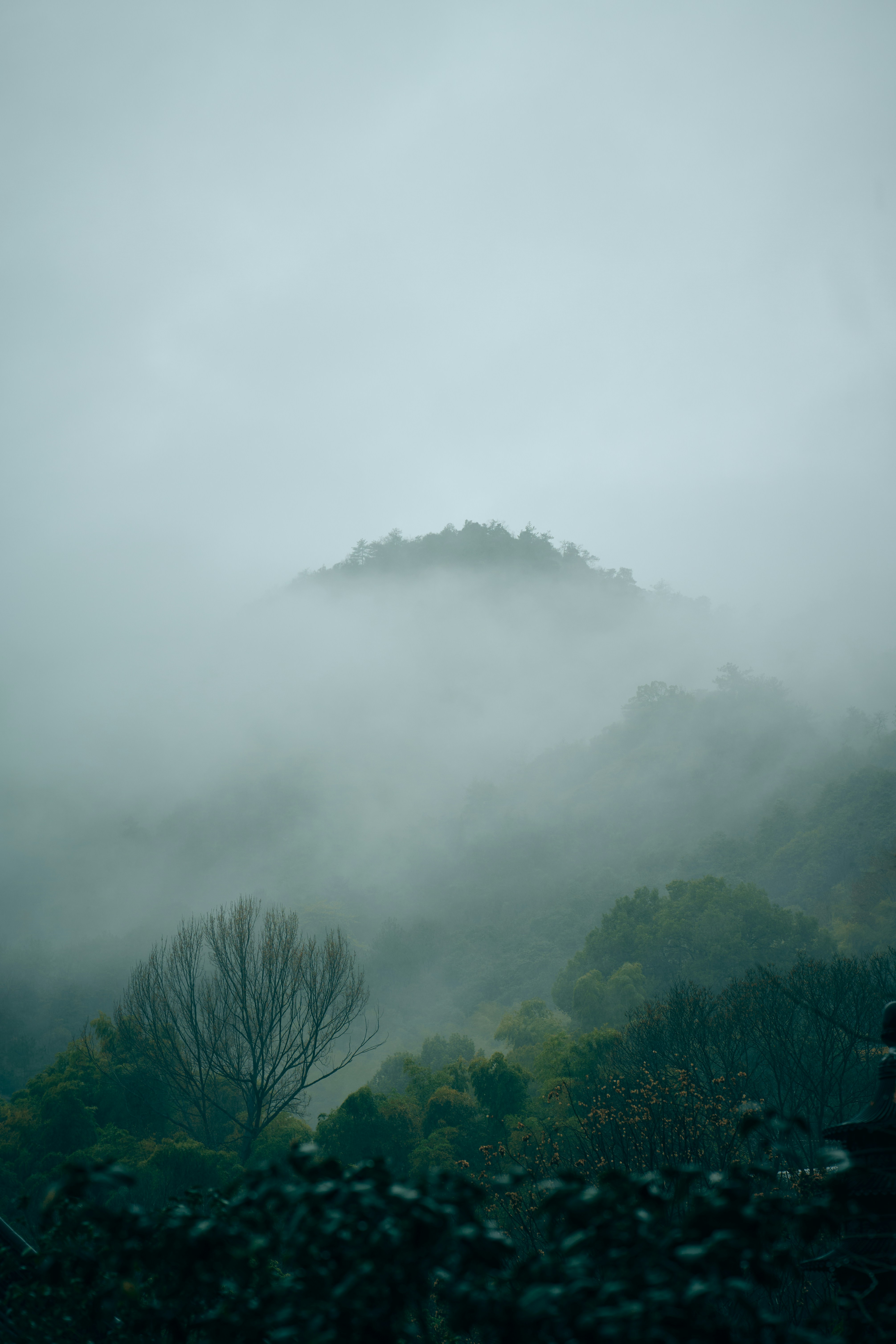 Mist-kissed Hills: A Quiet Ascent Through Fog