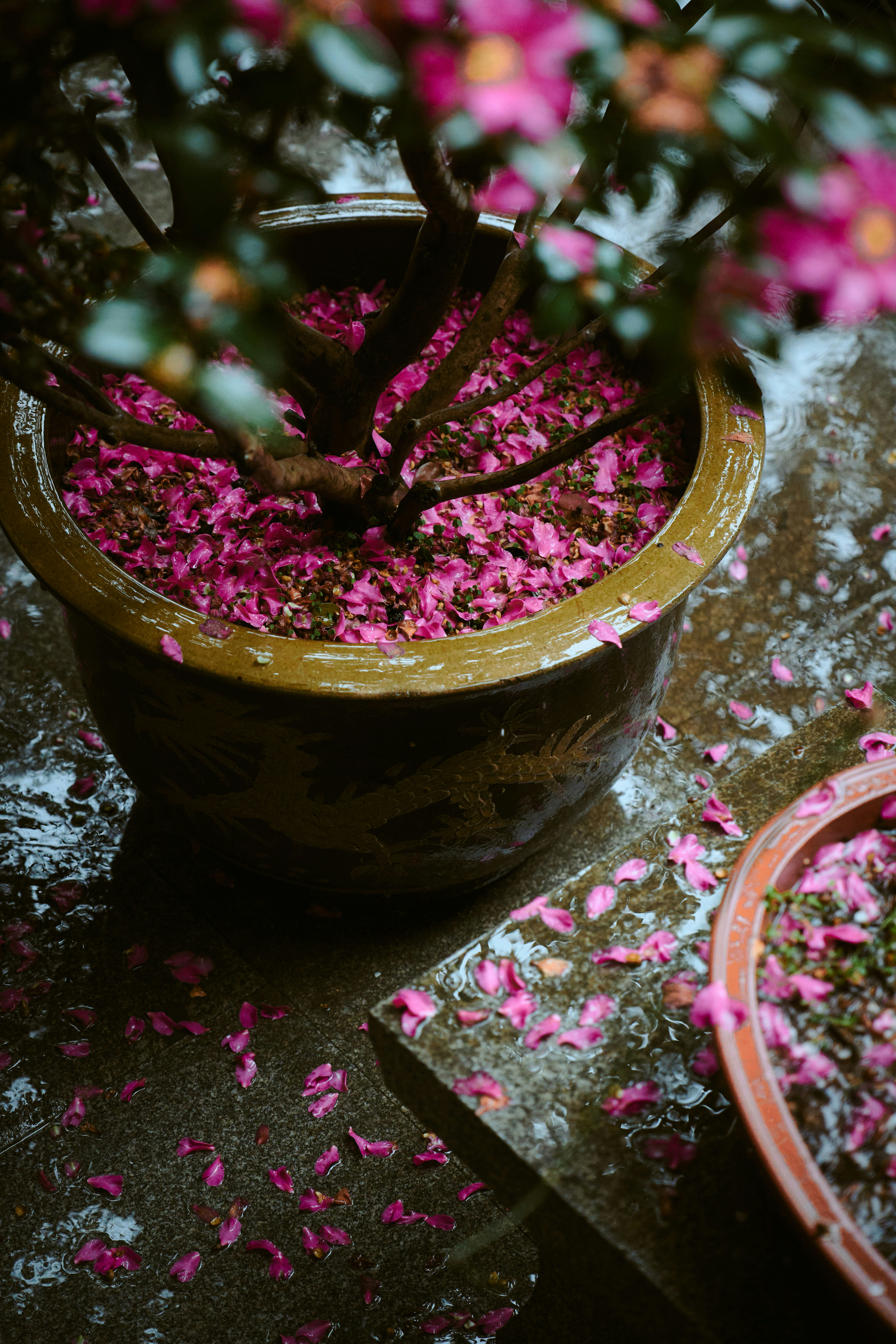 Petals at the Pot: A Quiet Bloom Under Overcast Light
