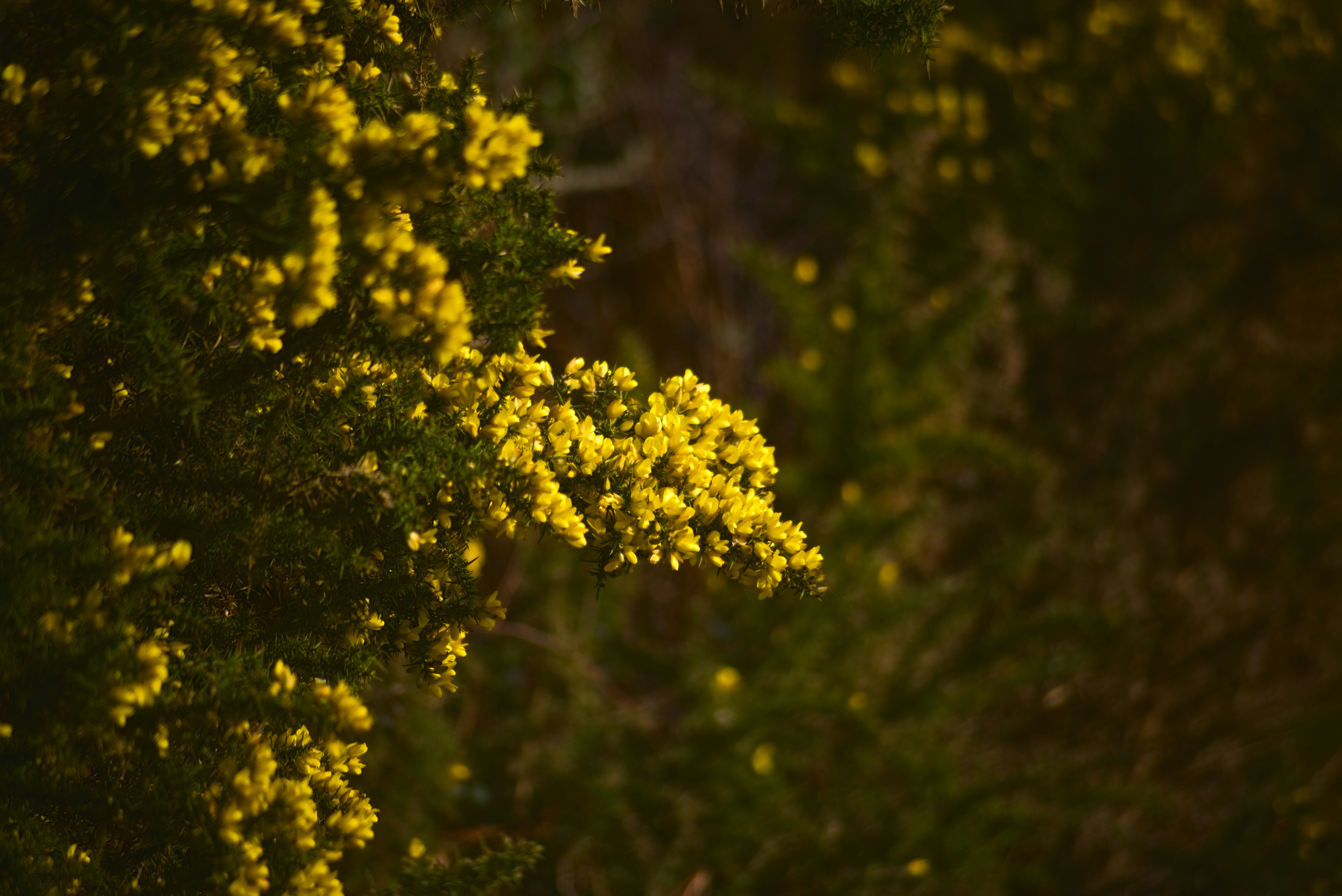 Golden Cascade in Dappled Light