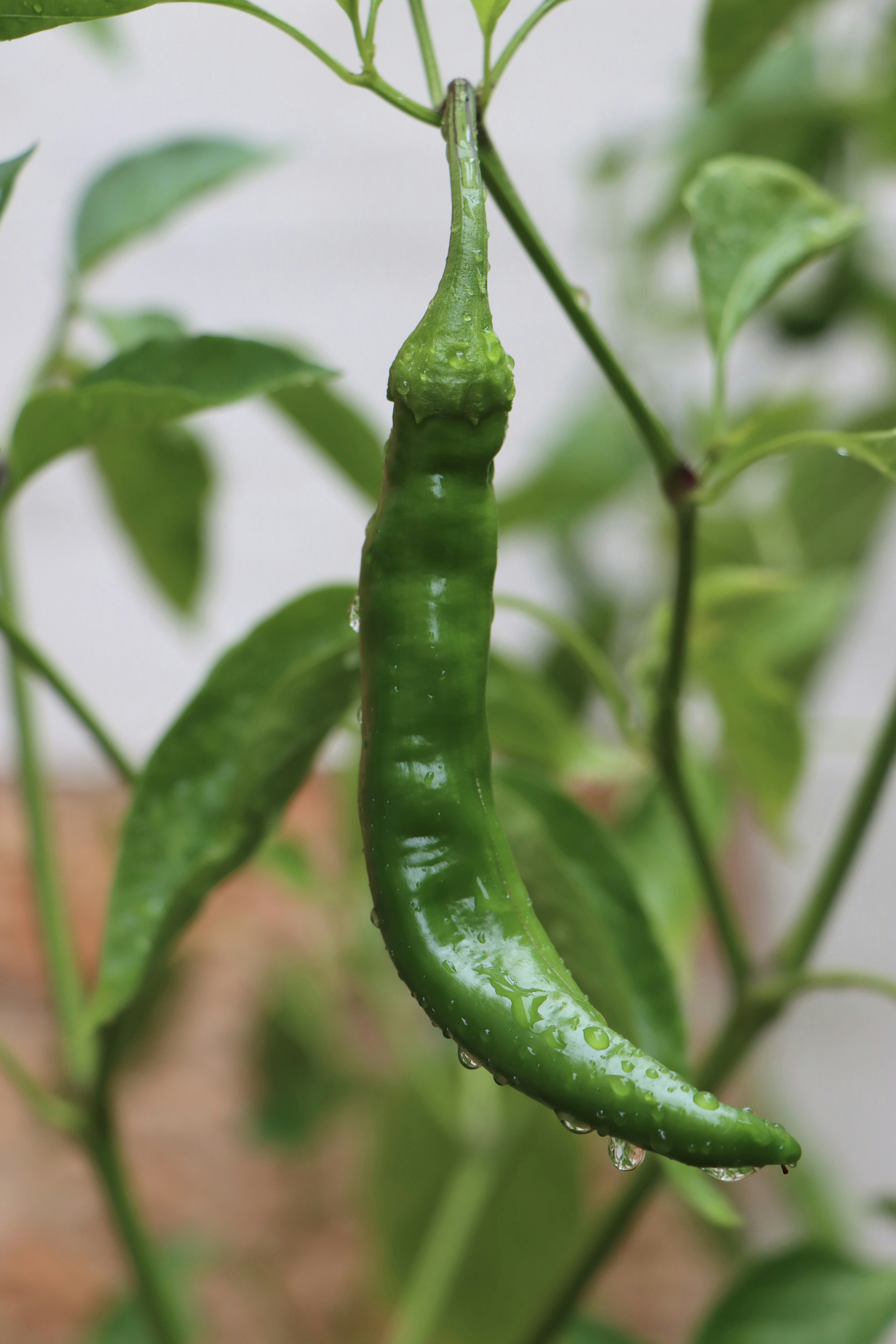 Green Chili Pea Pod Centered: Close-Up of a Dew-Dusted Pepper Plant